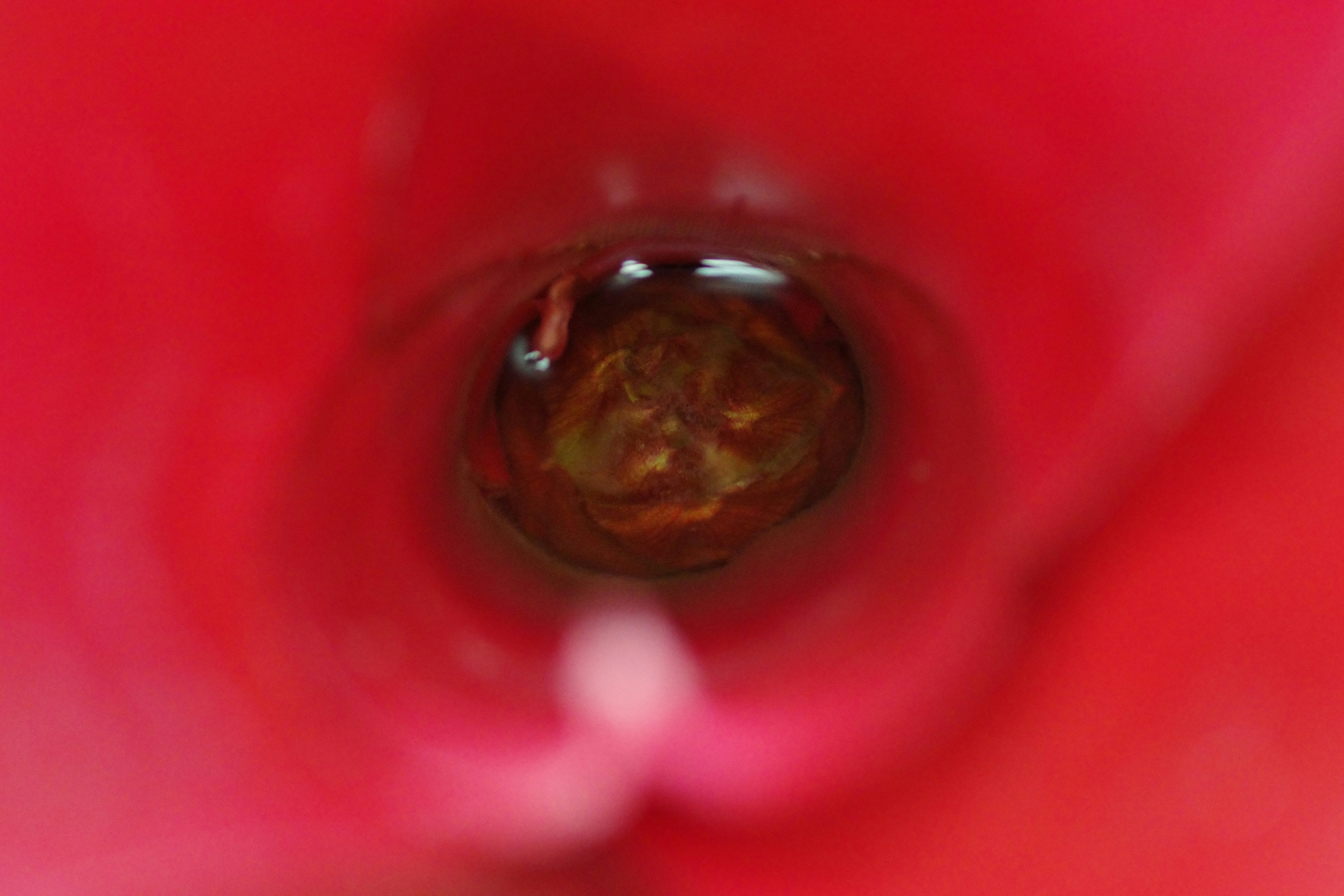 Crimson Core: A Macro Dive into a Red Blossom's Hidden Hollow