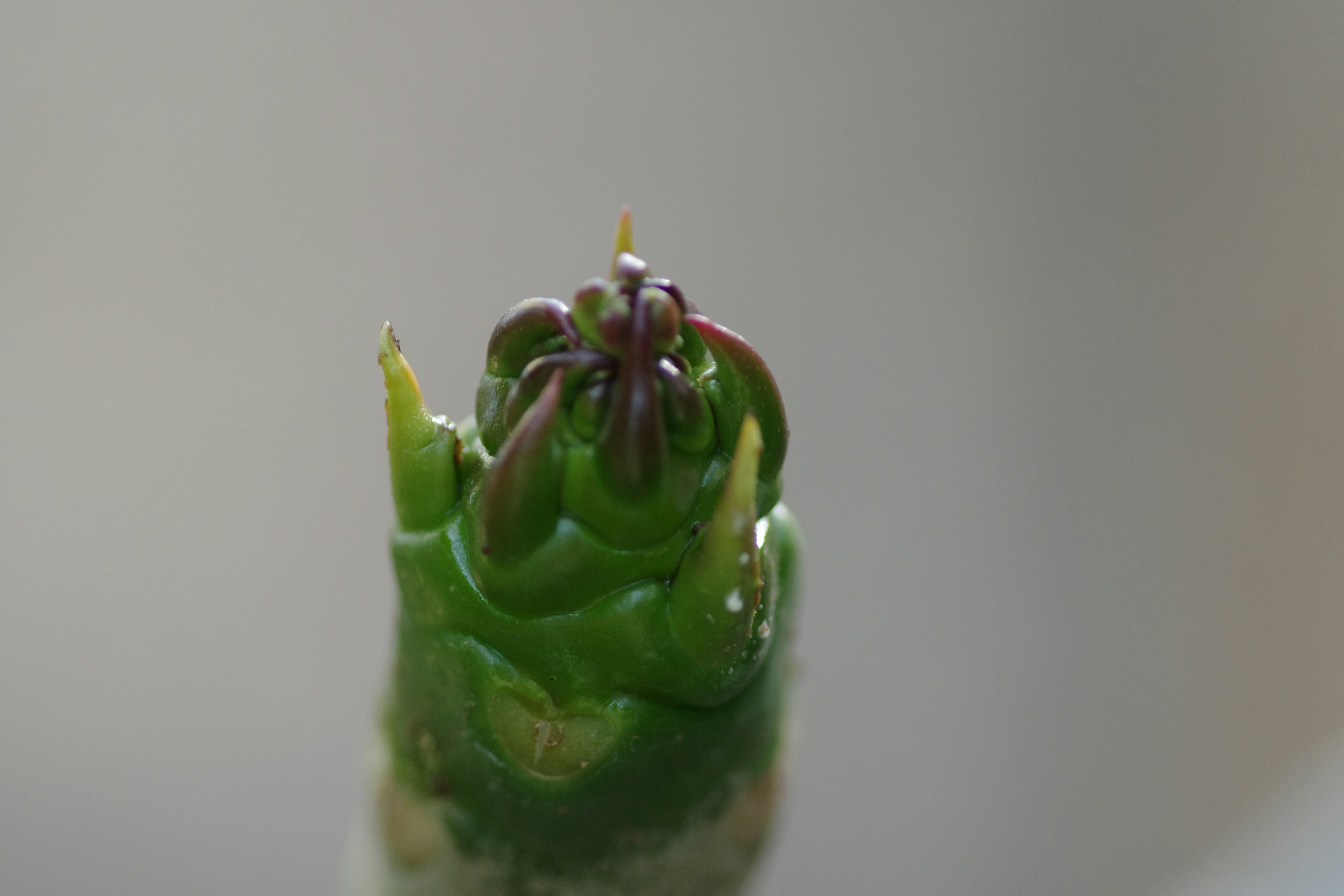 Green Crown: a macro close-up of a bud poised to unfold