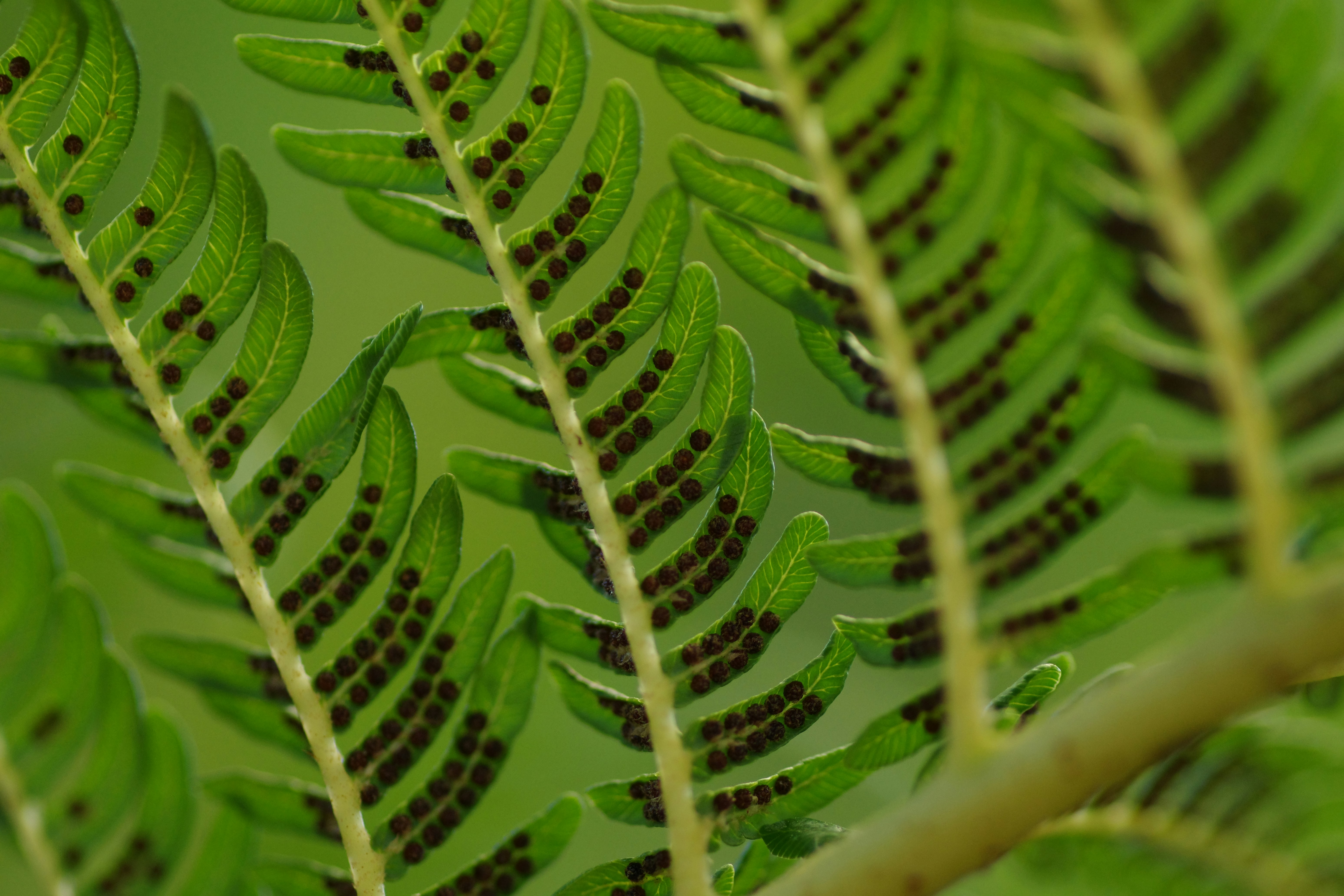 Emerald Frond Geometry: Macro View of Fern Sori and Veins