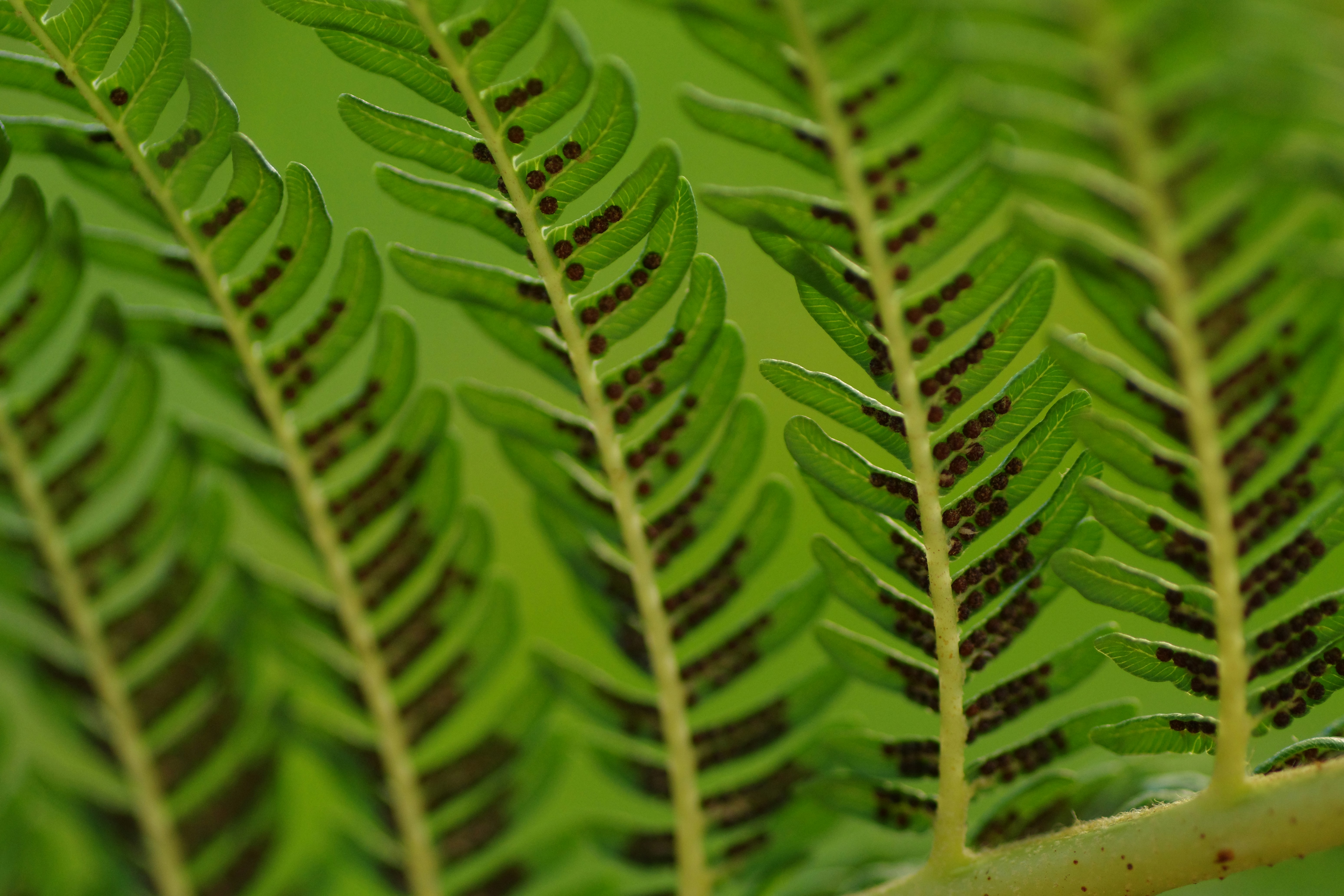 Fern fronds with dark spots are shown. photo – Free Plant Image on Unsplash