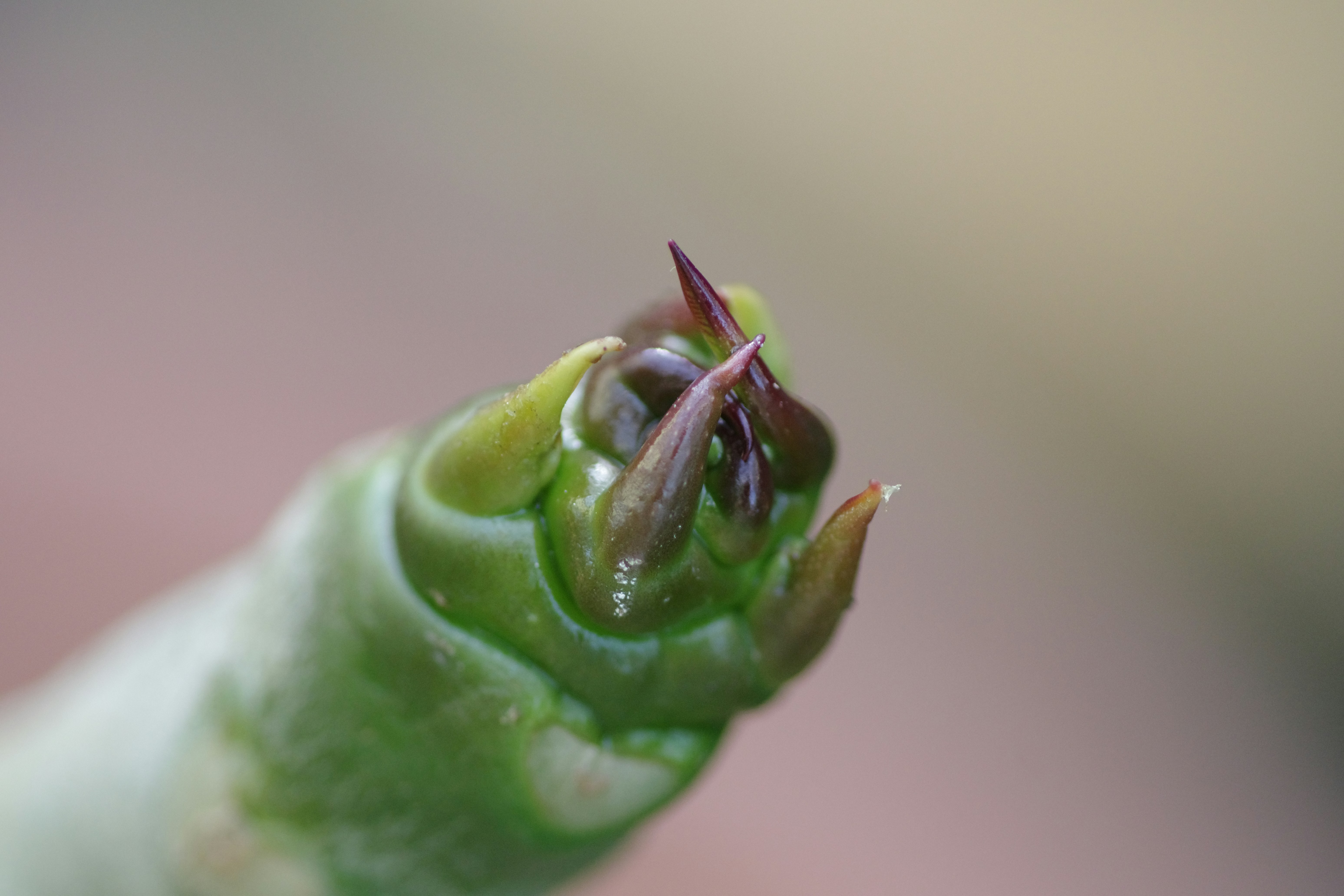 Emergence at the Tip: a micro study of a fresh green bud with burgundy accents