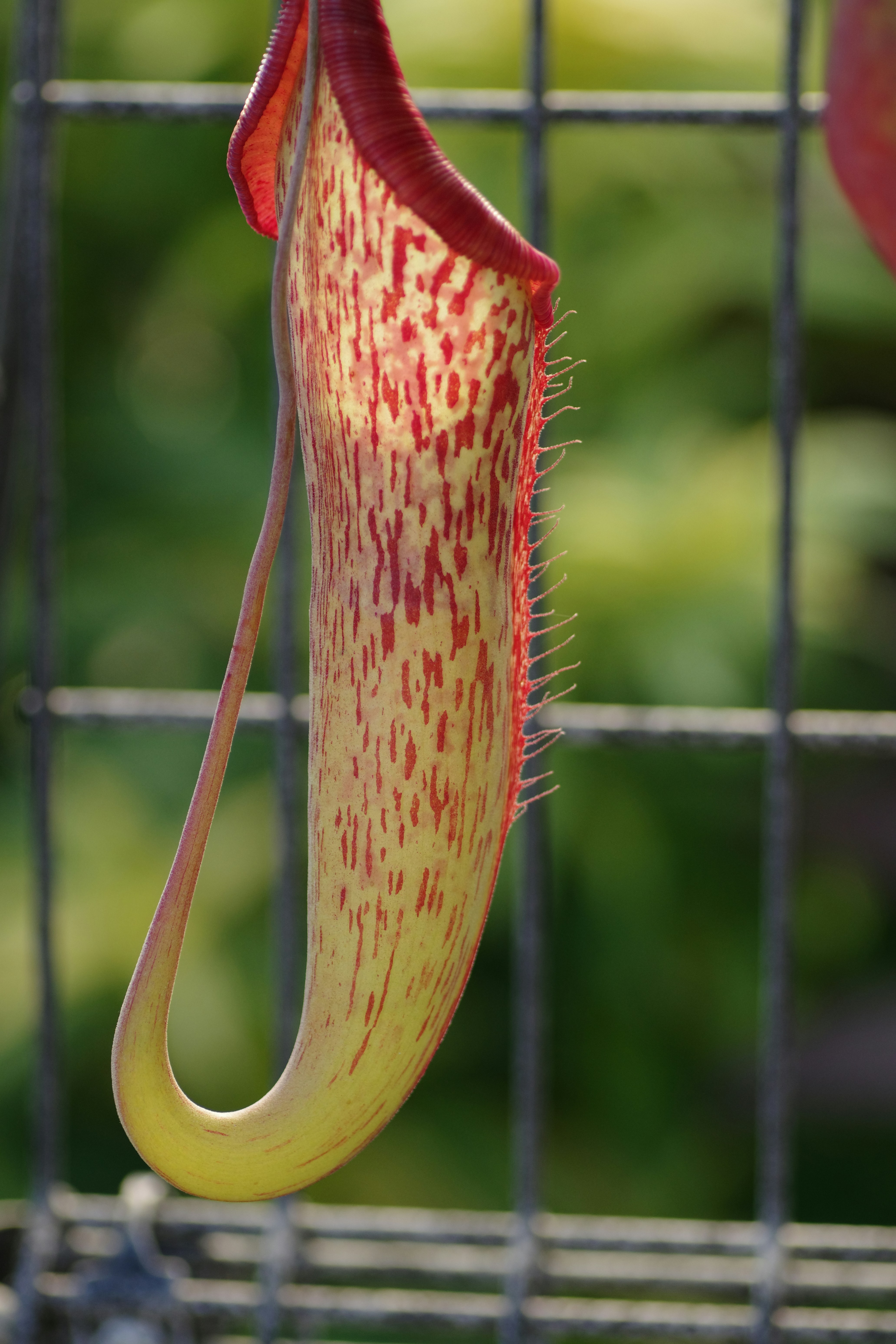 Crimson Nepenthes Pitcher Clinging to a Garden Fence