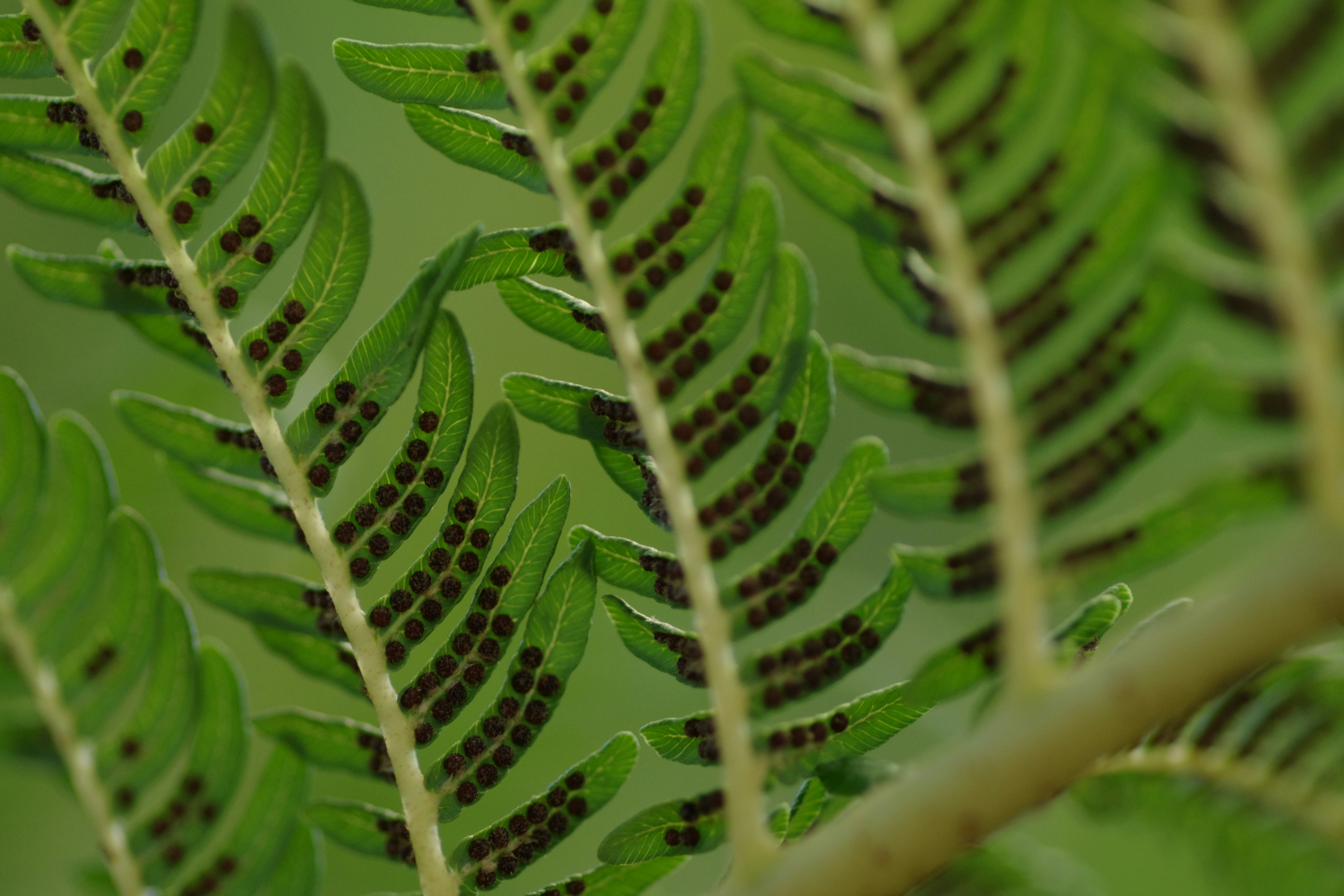 Green Lattice: Macro Portrait of Fern Frond Repetition