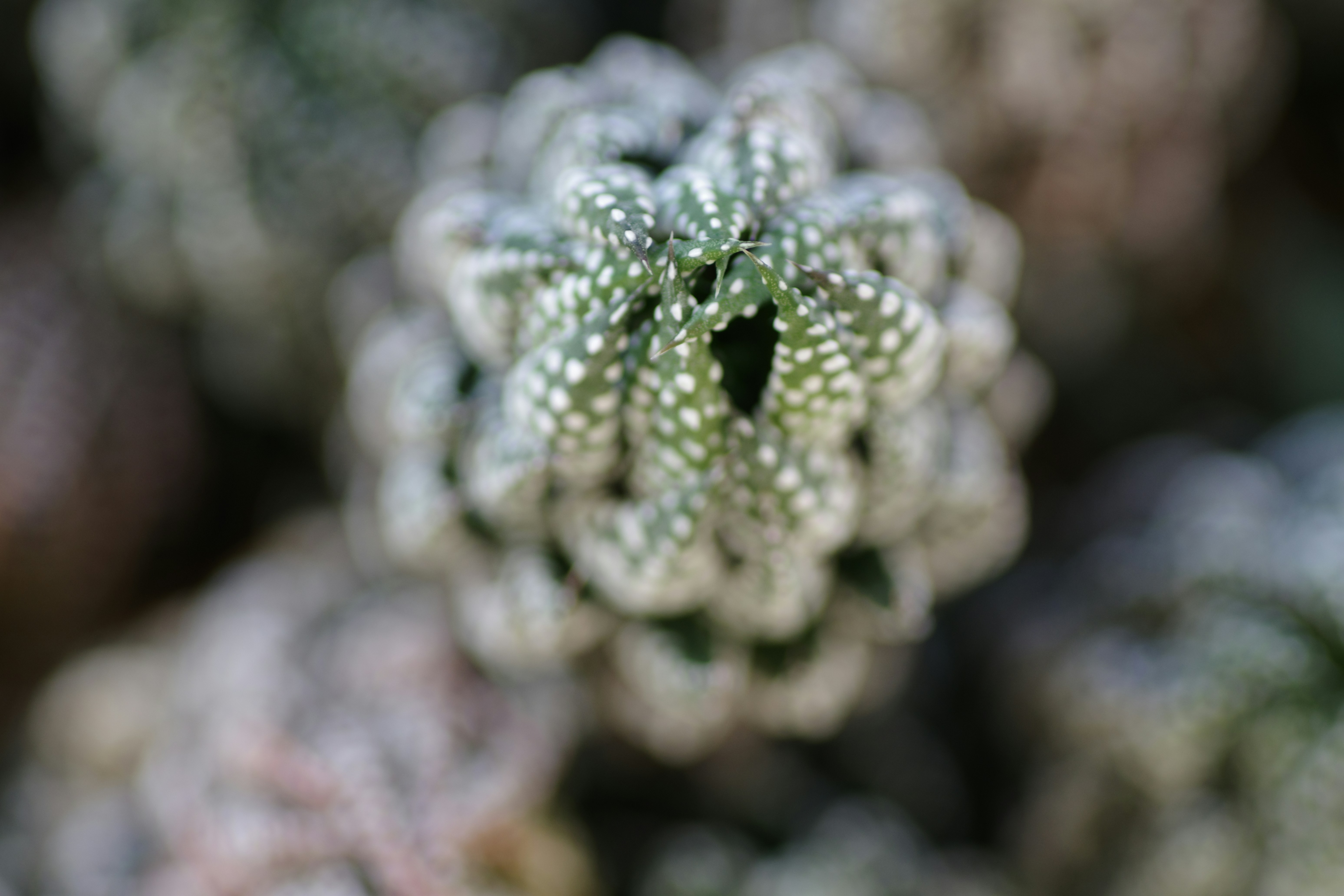 Close-up of a textured succulent with intricate patterns and soft focus.