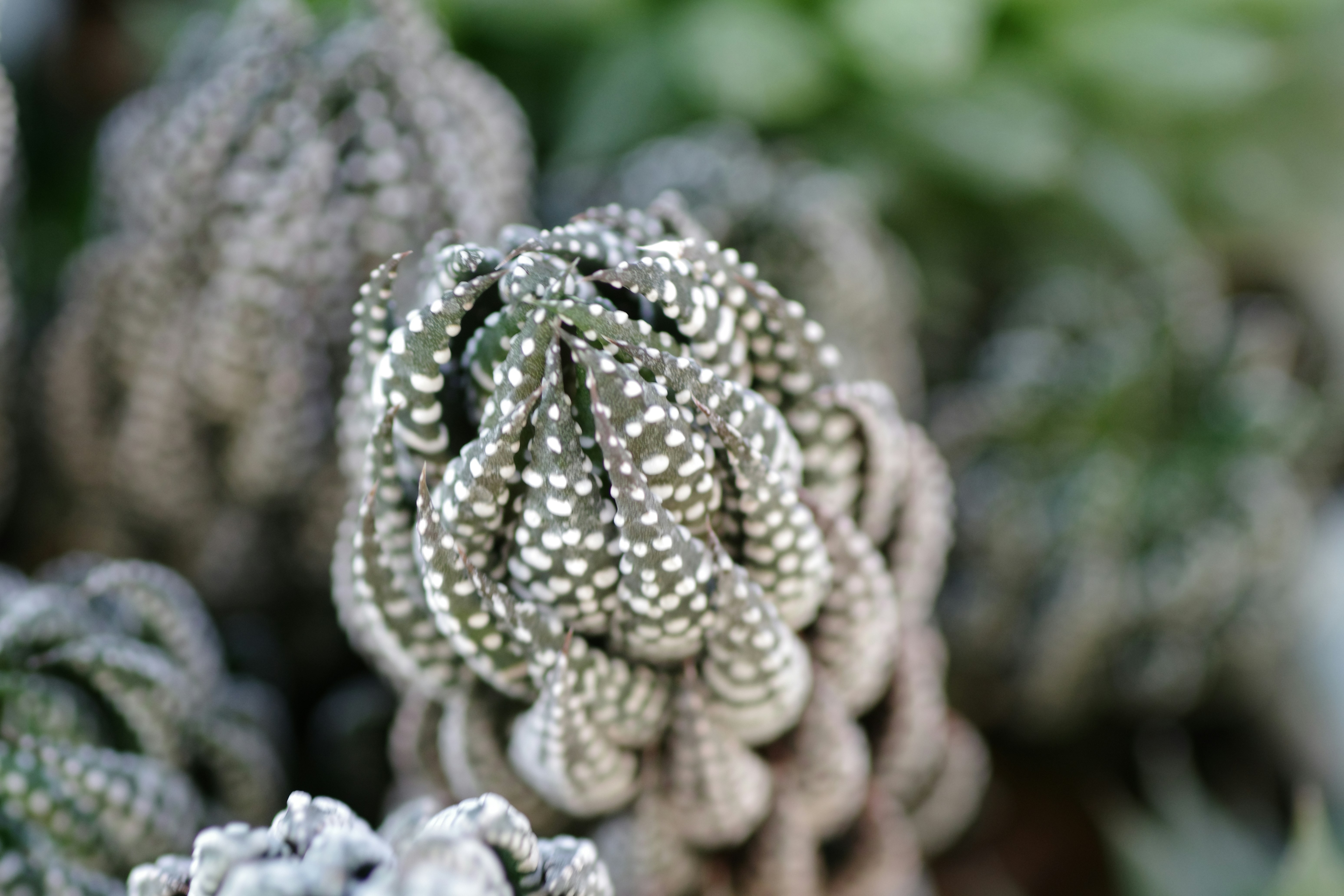 Spiral Dots: Macro Portrait of a Frosted Succulent
