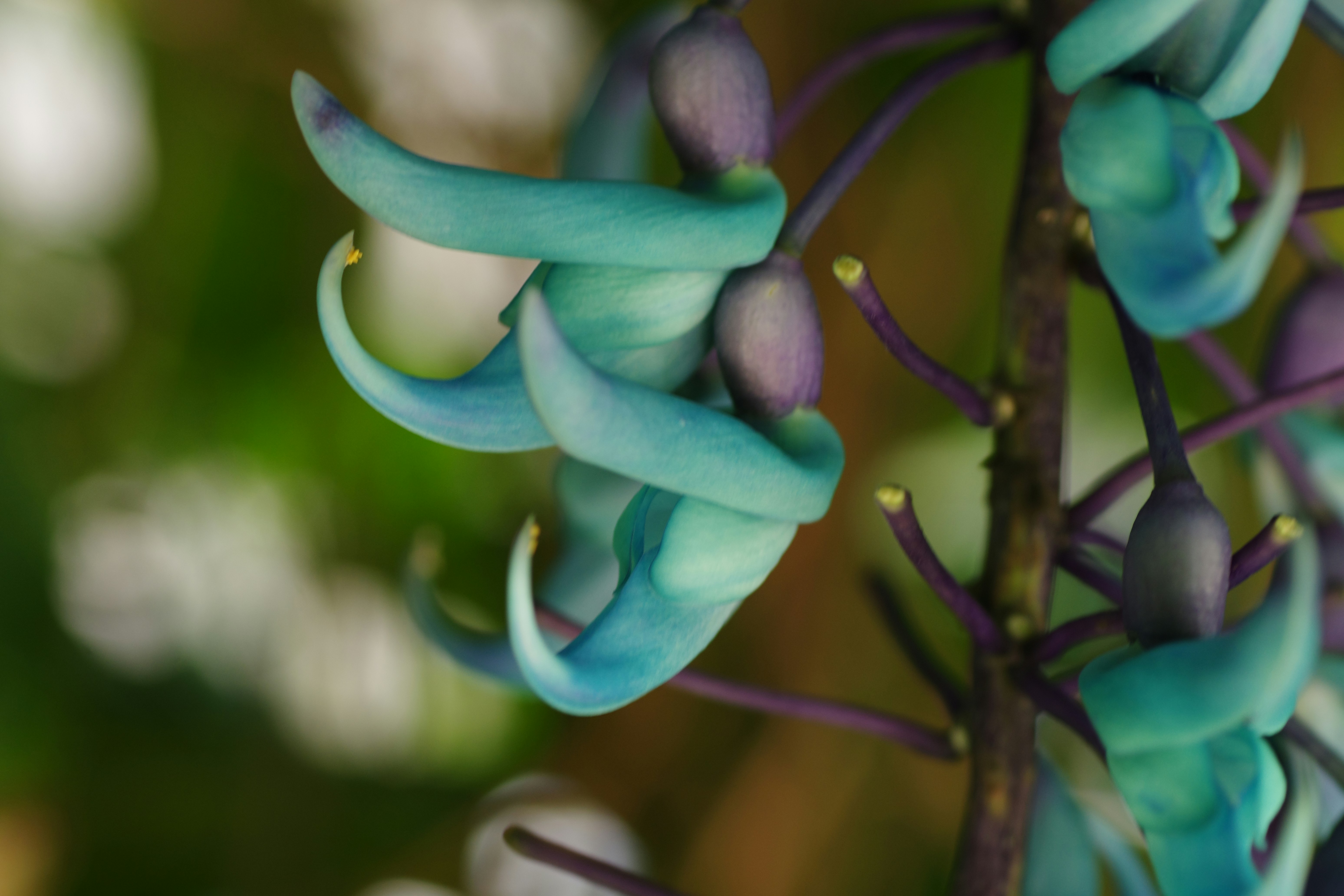 Curved petals in cyan and teal, a botanical abstract