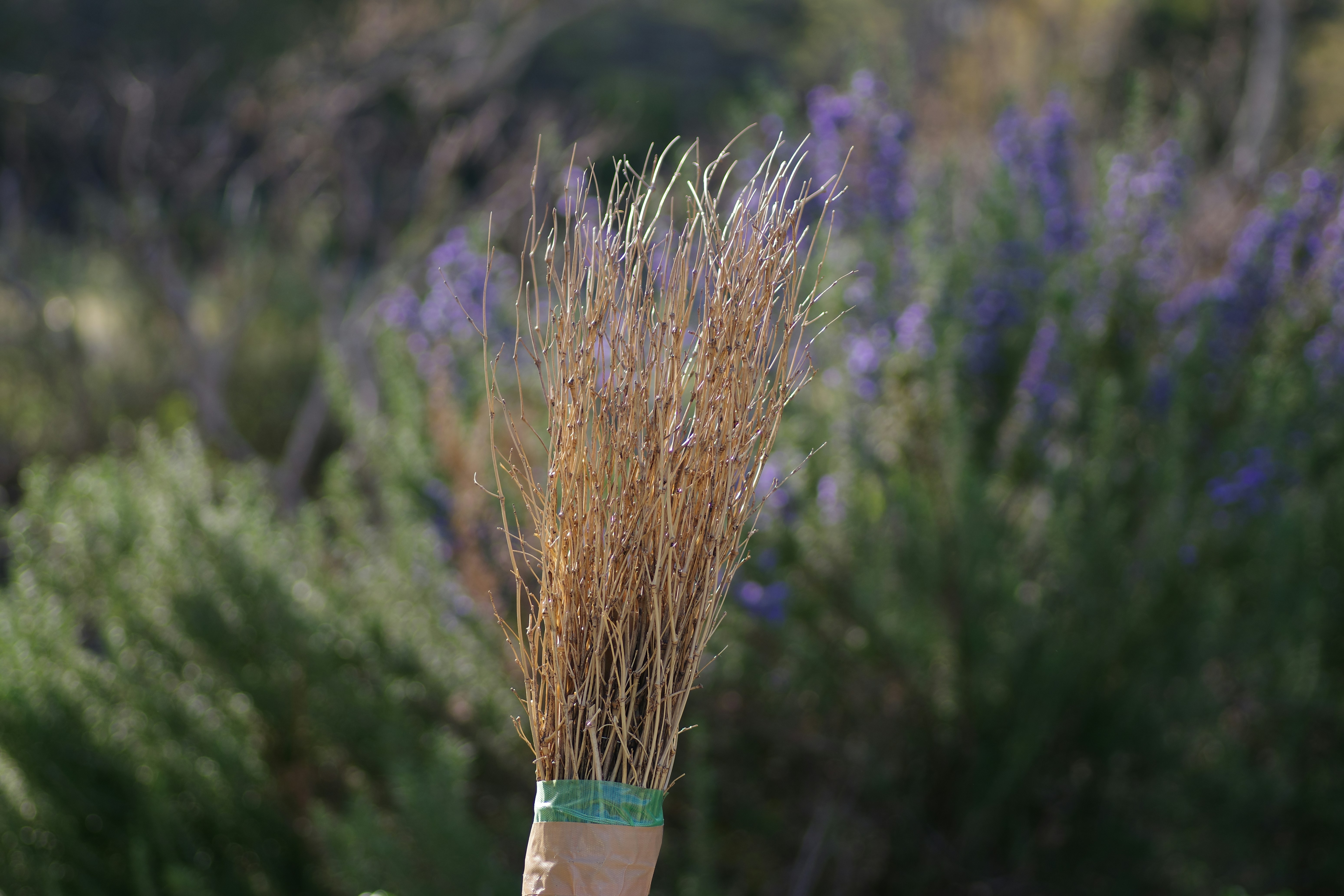 Dried grass stalks against a backdrop of lush greenery and vibrant purple flowers.
