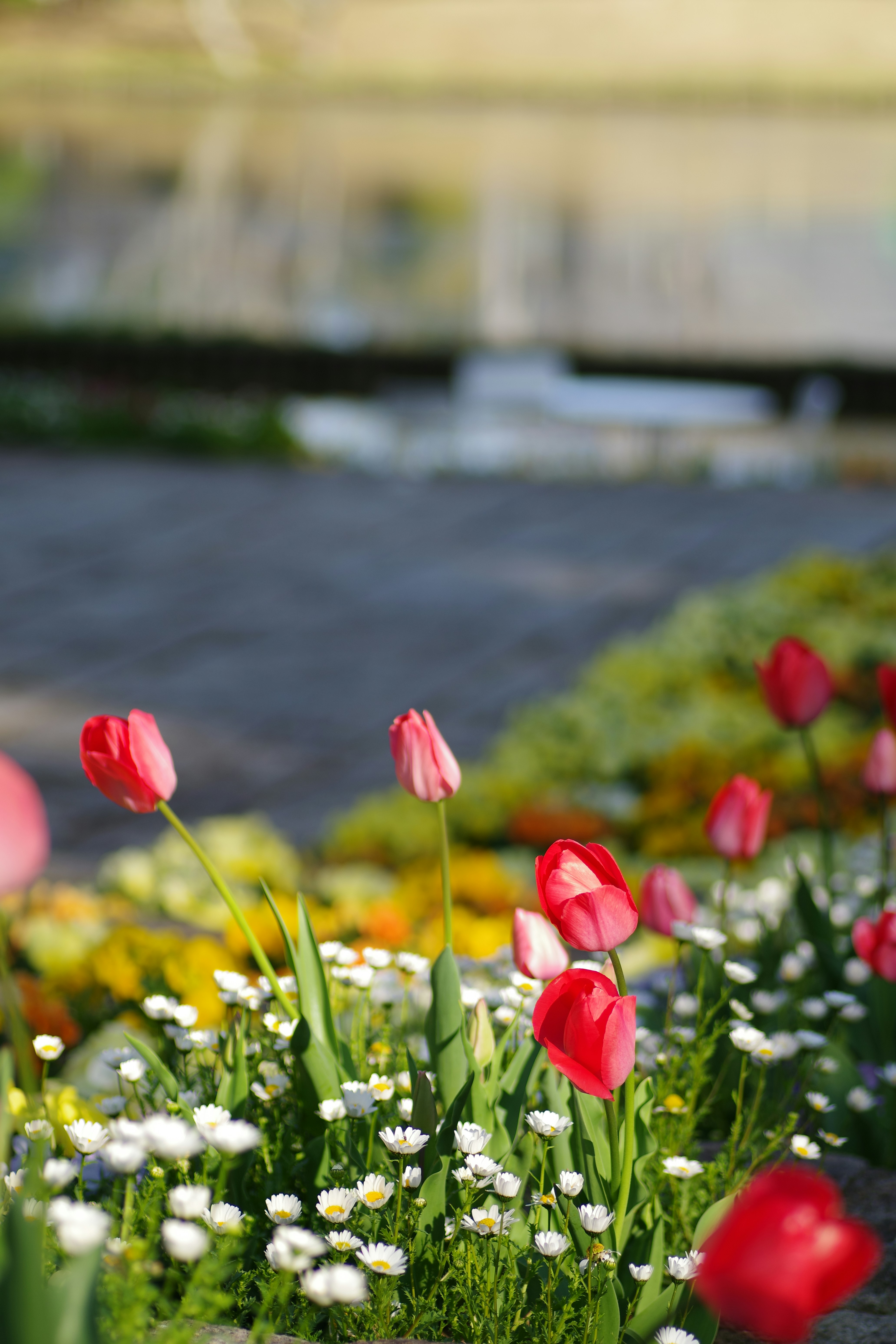 Red tulips and daisies bloom in a spring garden. photo – Free Flower Image on Unsplash