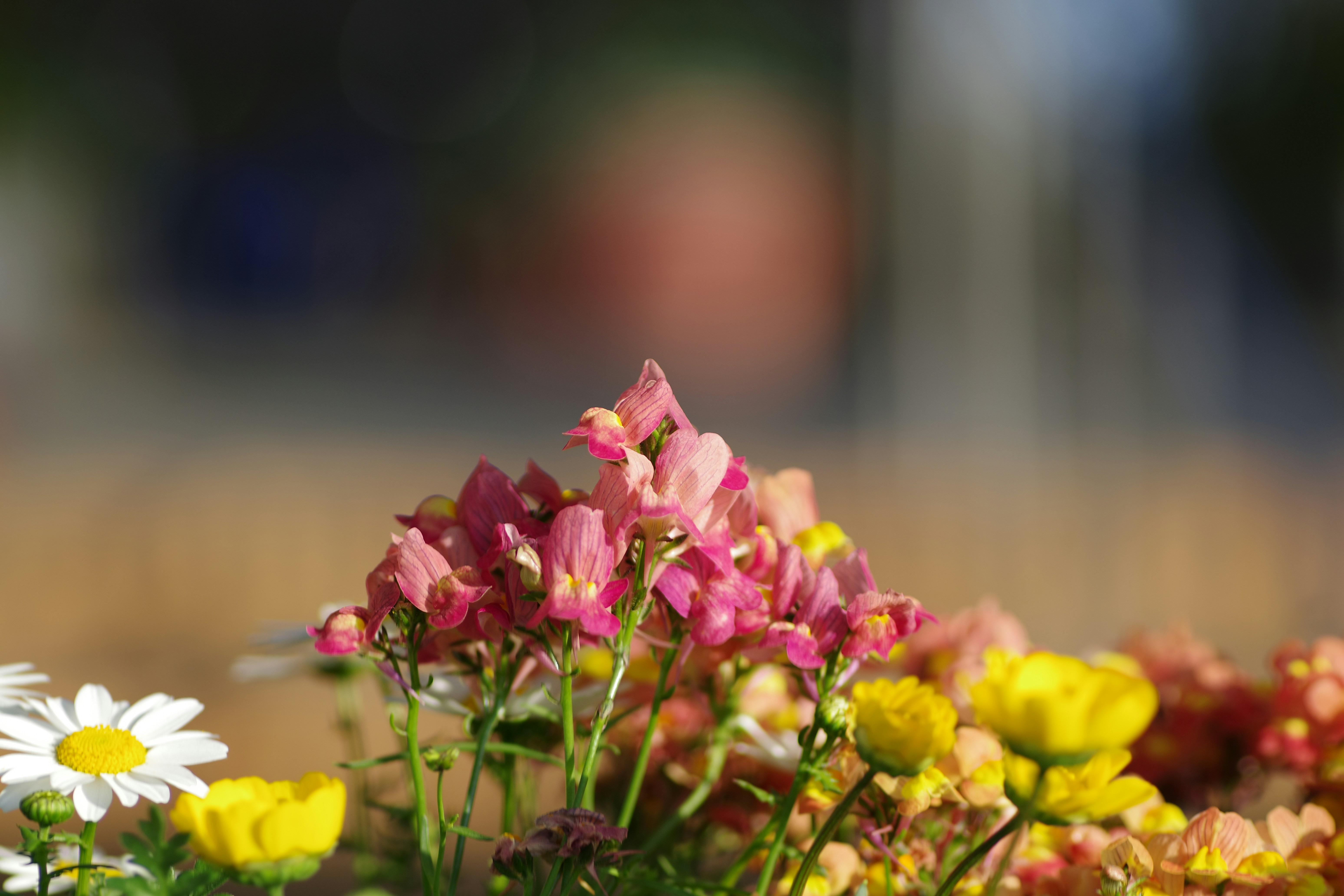 Colorful Bloom Ring: A Sunlit Patch of Garden Flowers