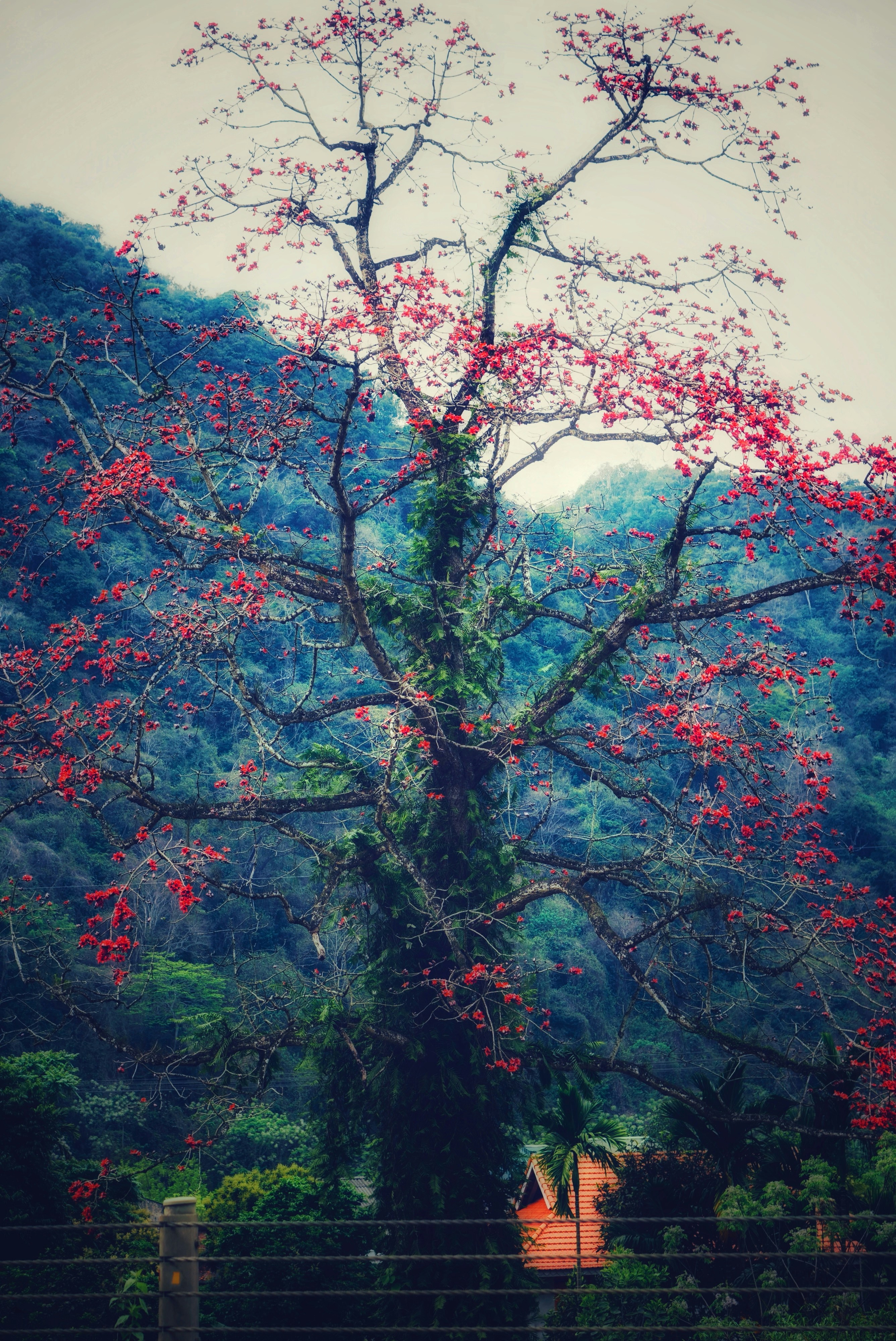 Crimson Blossoms Against Verdant Peaks