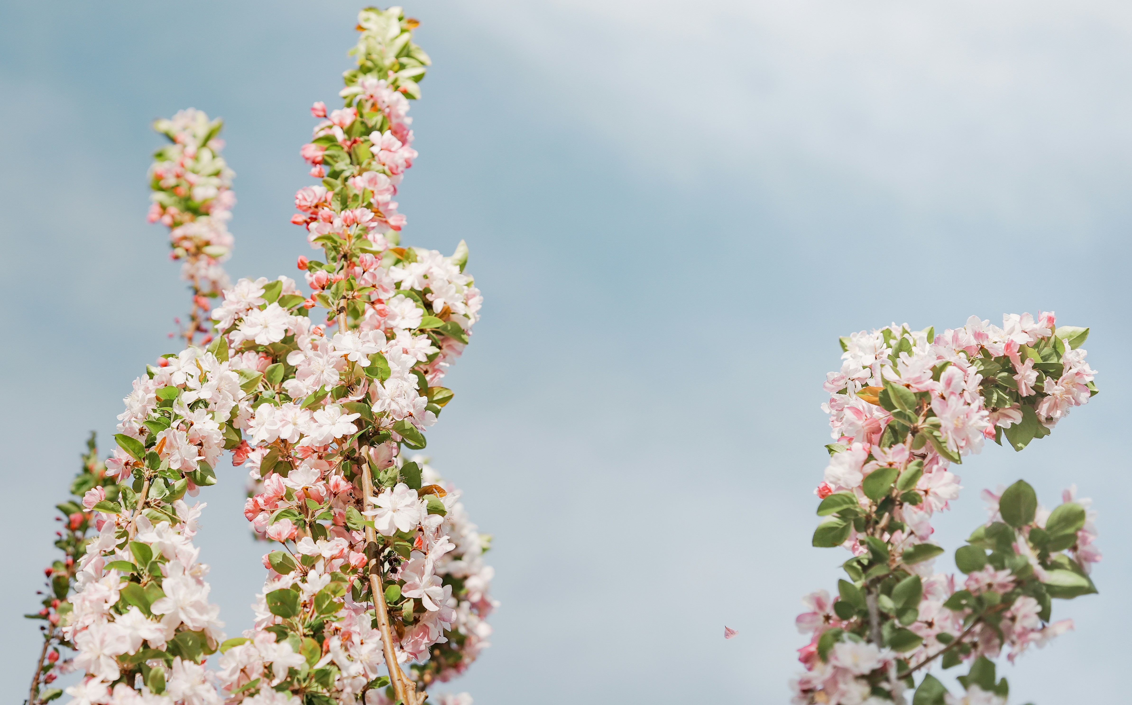 Pink Spring Towers Reaching Toward a Clear Blue Sky