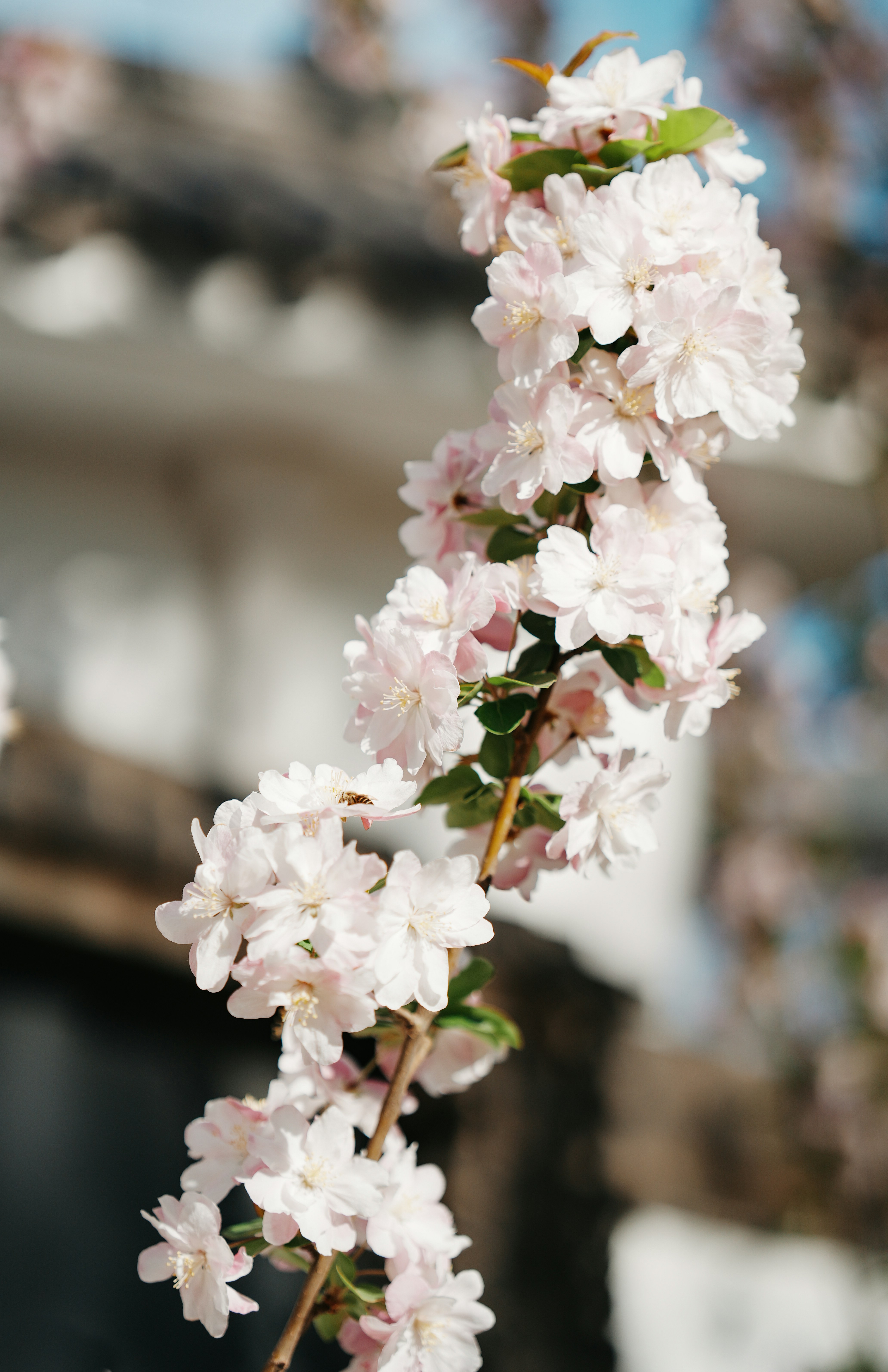 Blush Cherry Blossoms Thread a Sunlit Courtyard Path