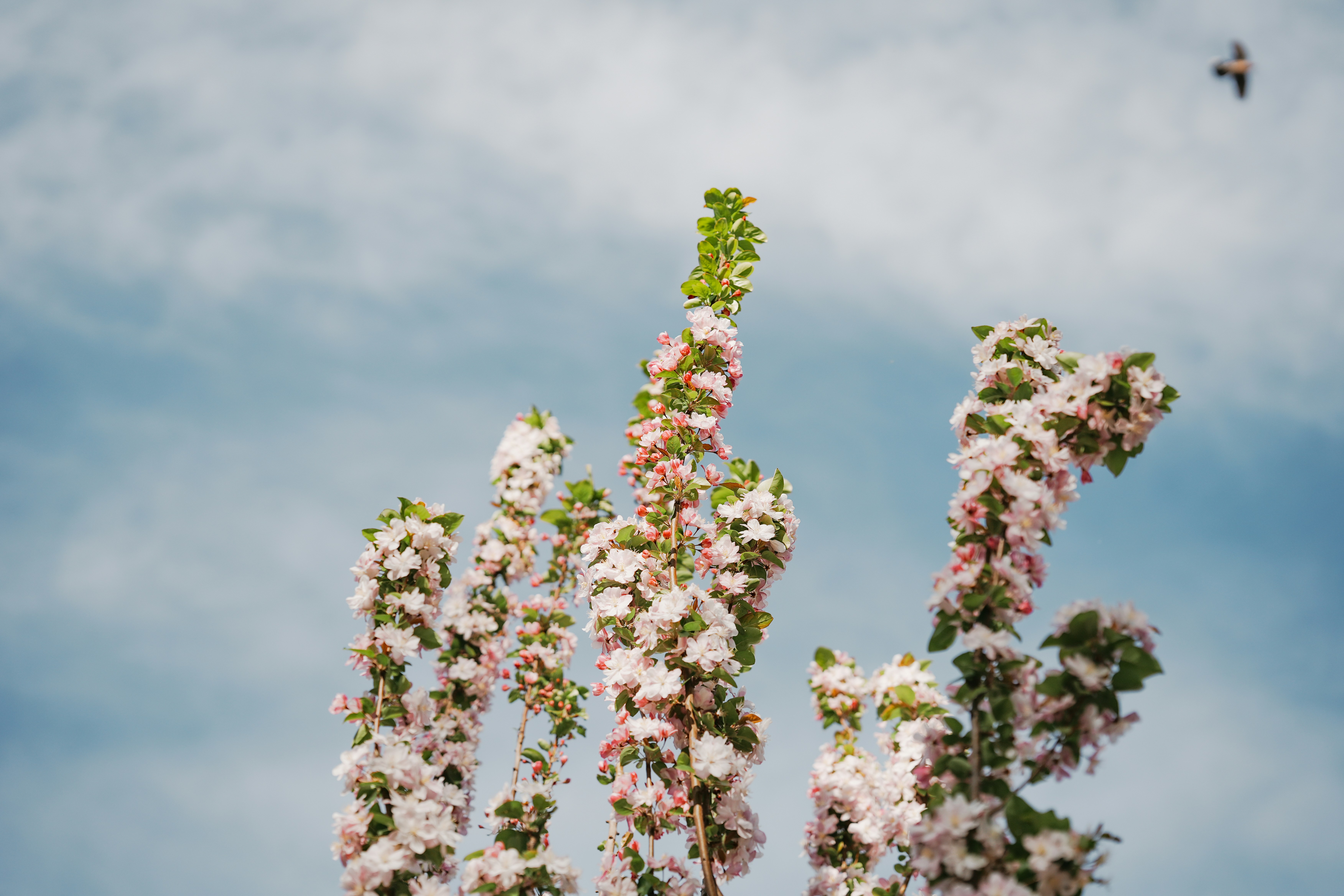 Tall flowers reach toward a blue and cloudy sky. photo – Free Flower ...