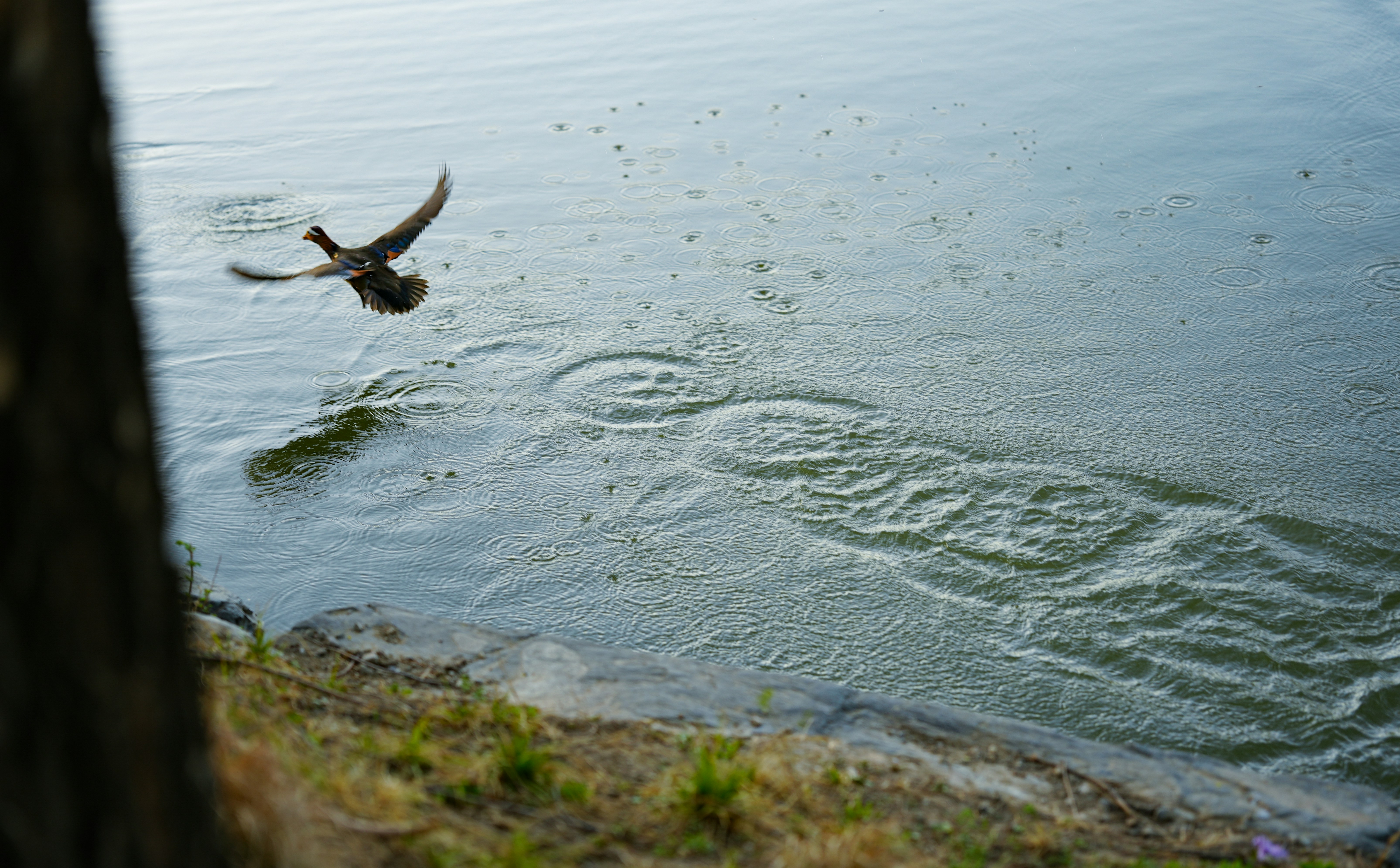Wingbeat Ascend: a duck lifts off over rippling water