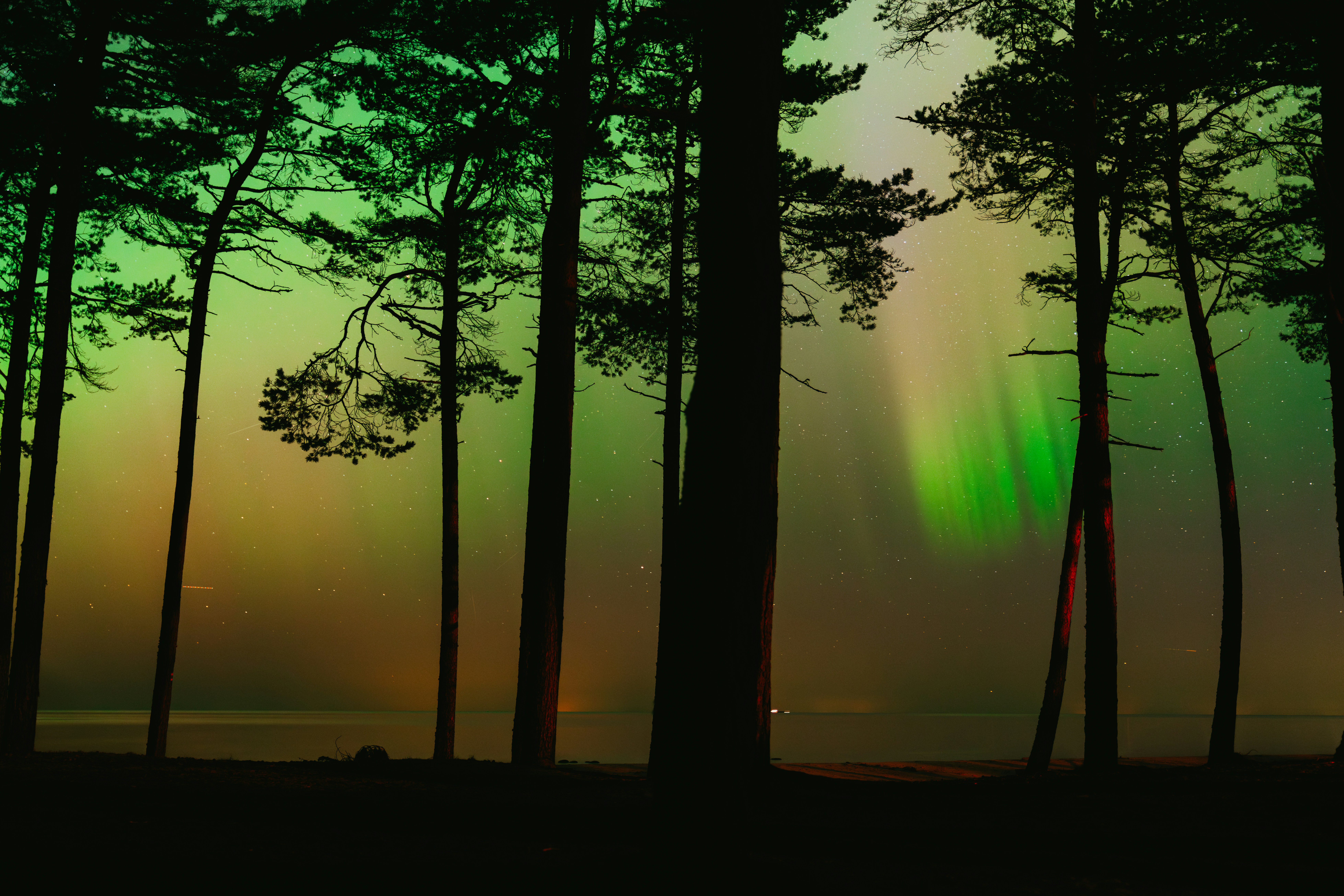 Enchanted Boreal Canopy