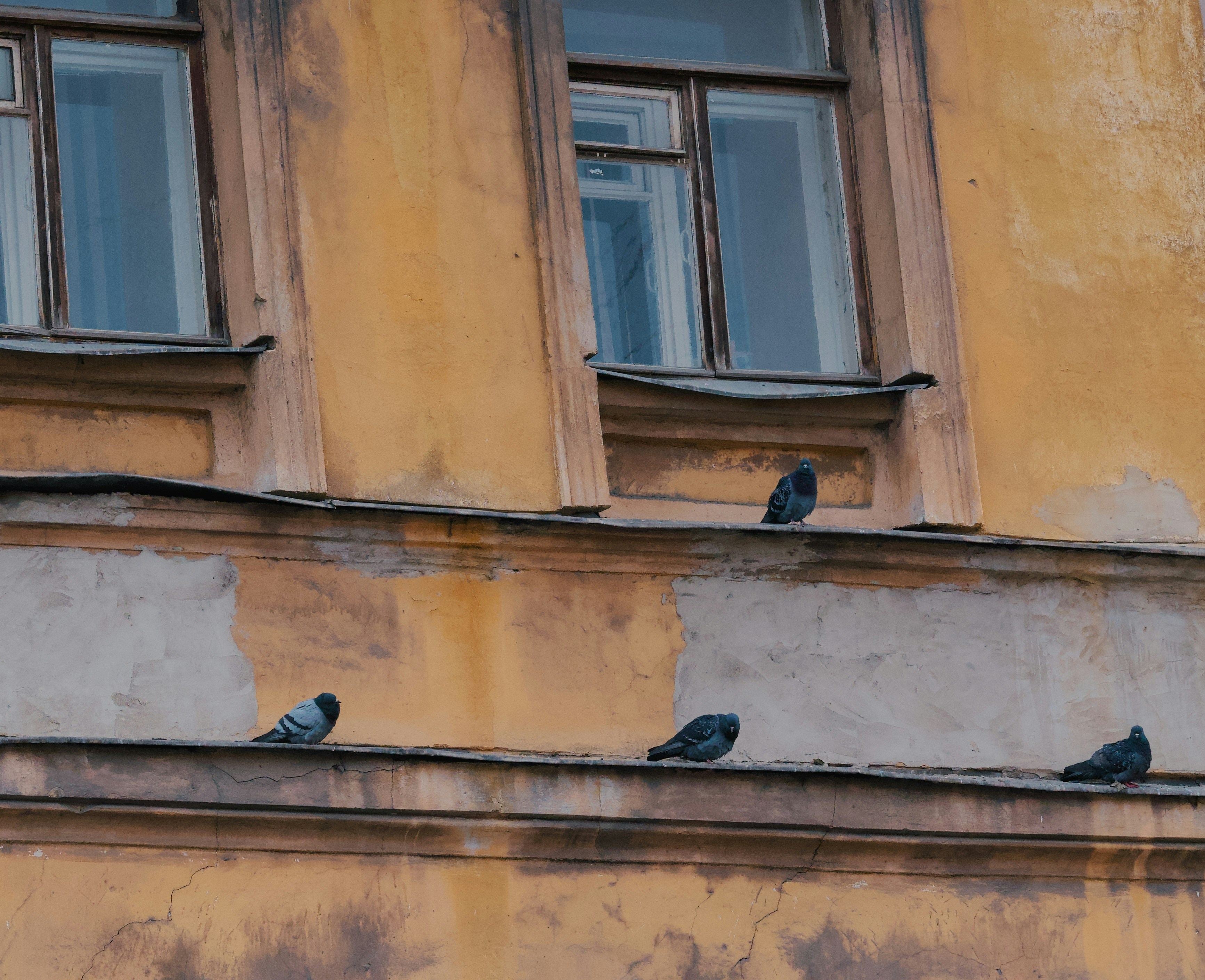 Five Pigeons on a Timeworn Yellow Facade