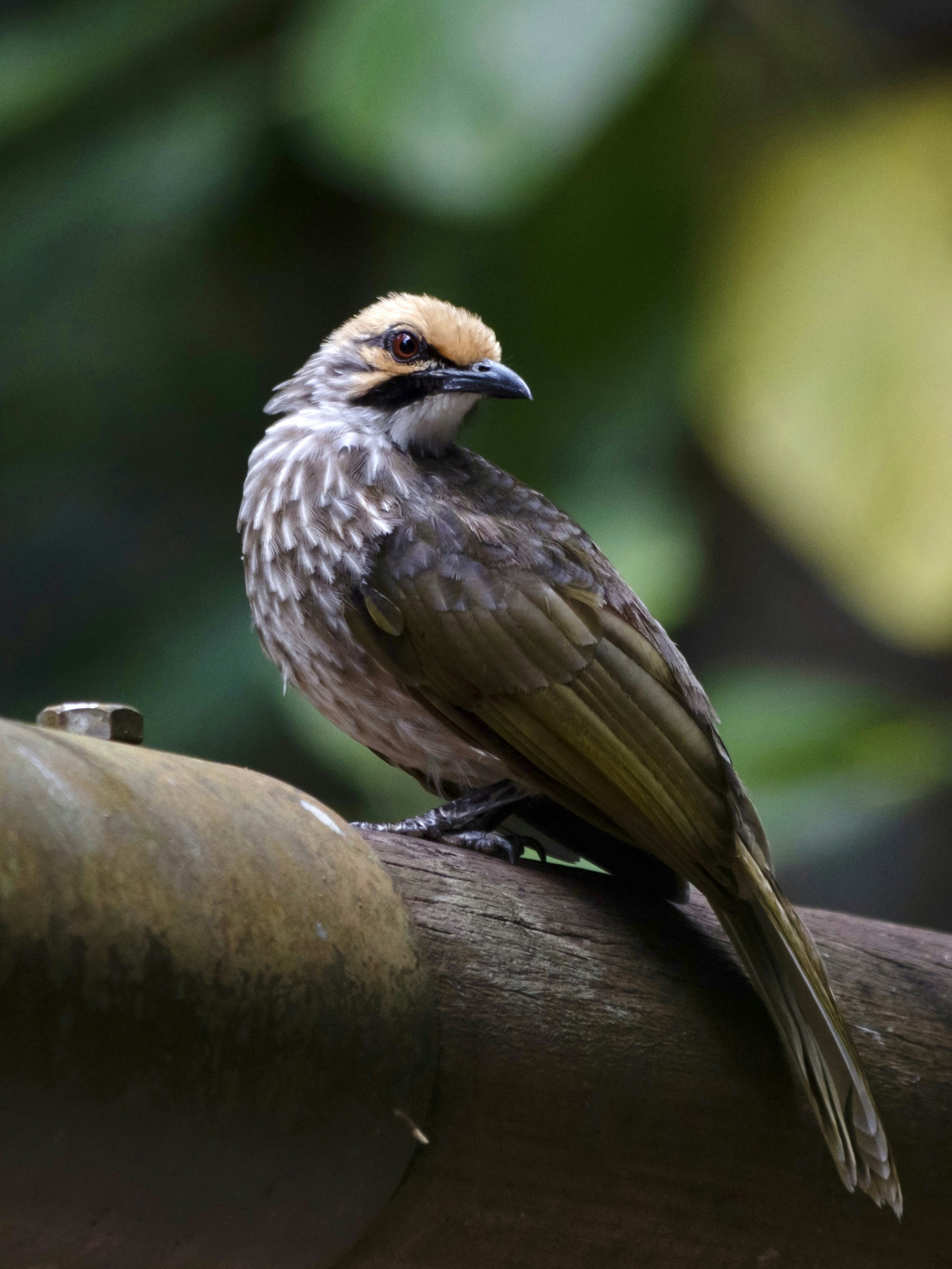 Perched in Focus: A Brown-Headed Songbird Watches Over a Quiet Rivulet