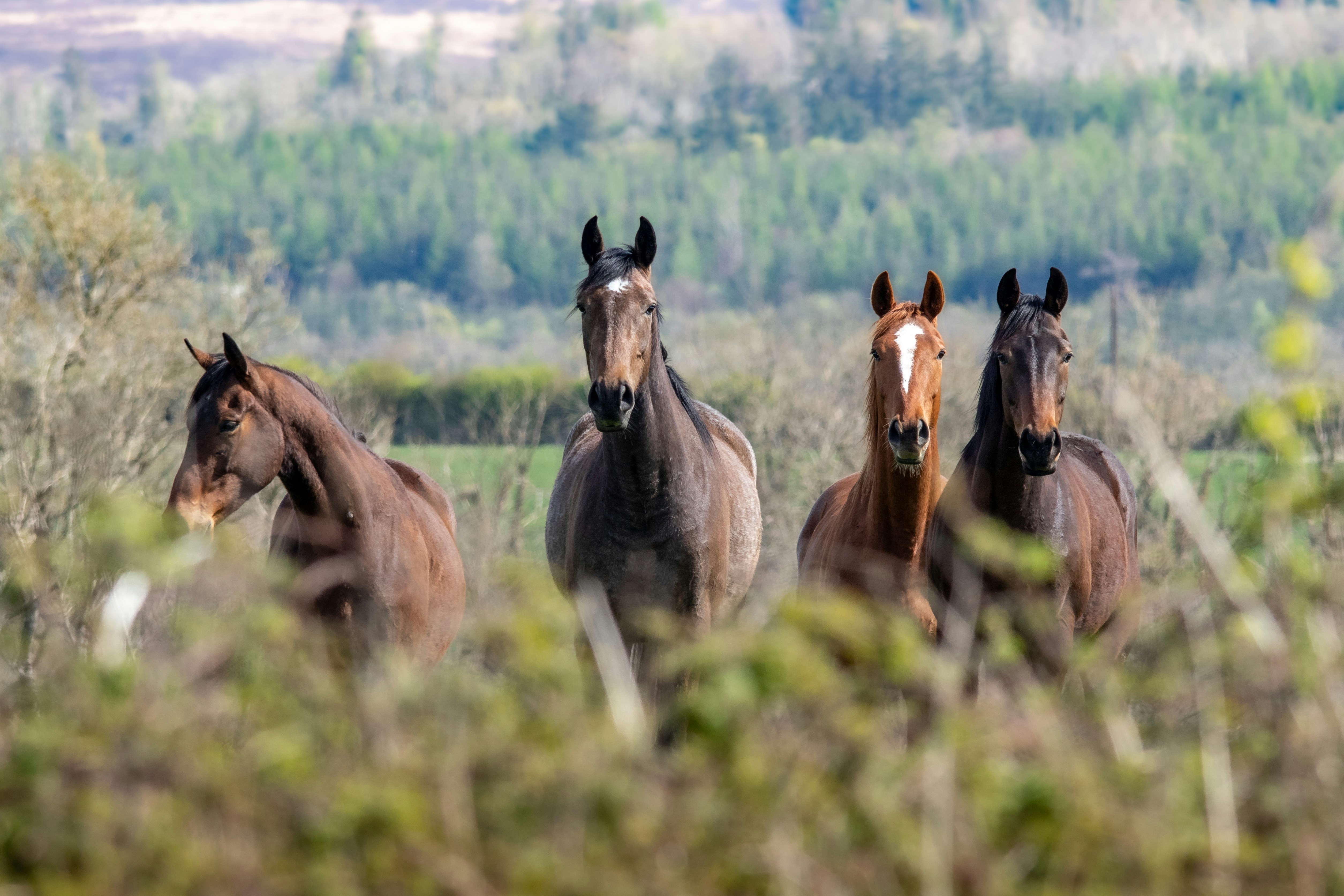 Four horses standing together in a lush green field, framed by foliage. The scene captures the essence of rural tranquility.