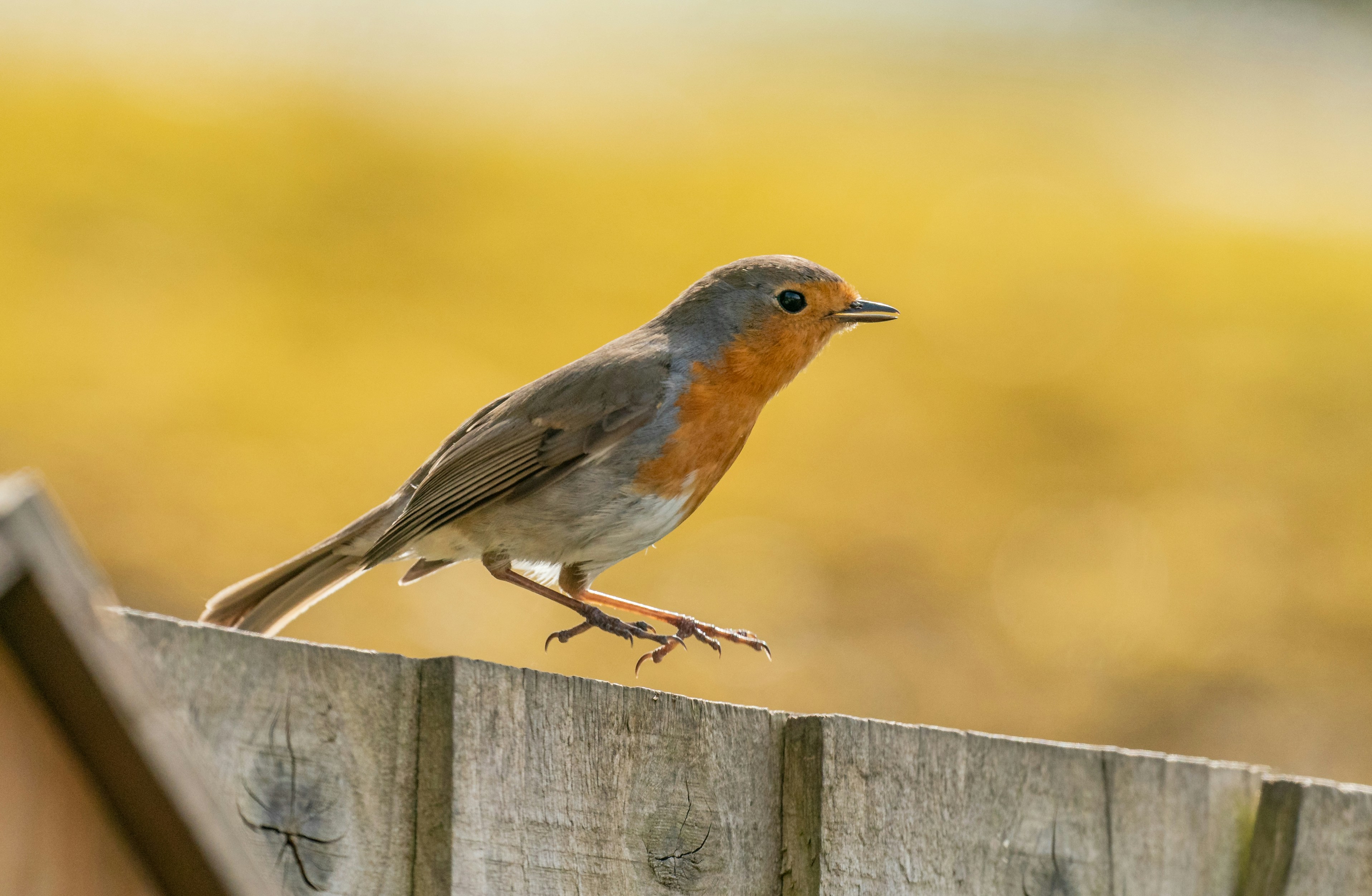 A robin perches on a wooden fence. photo – Free Animal Image on Unsplash