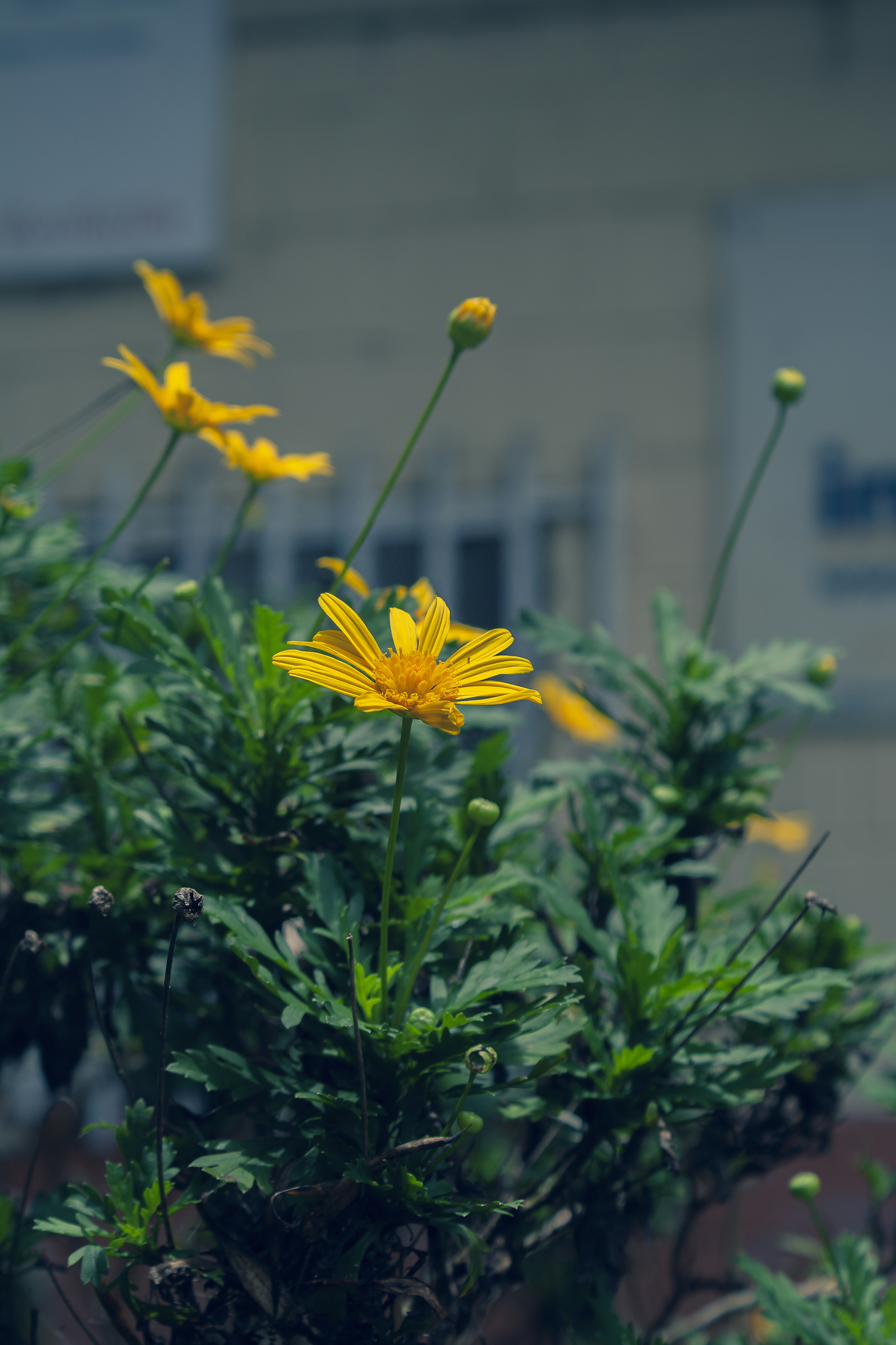 Sunny Cosmos in a City Terrace