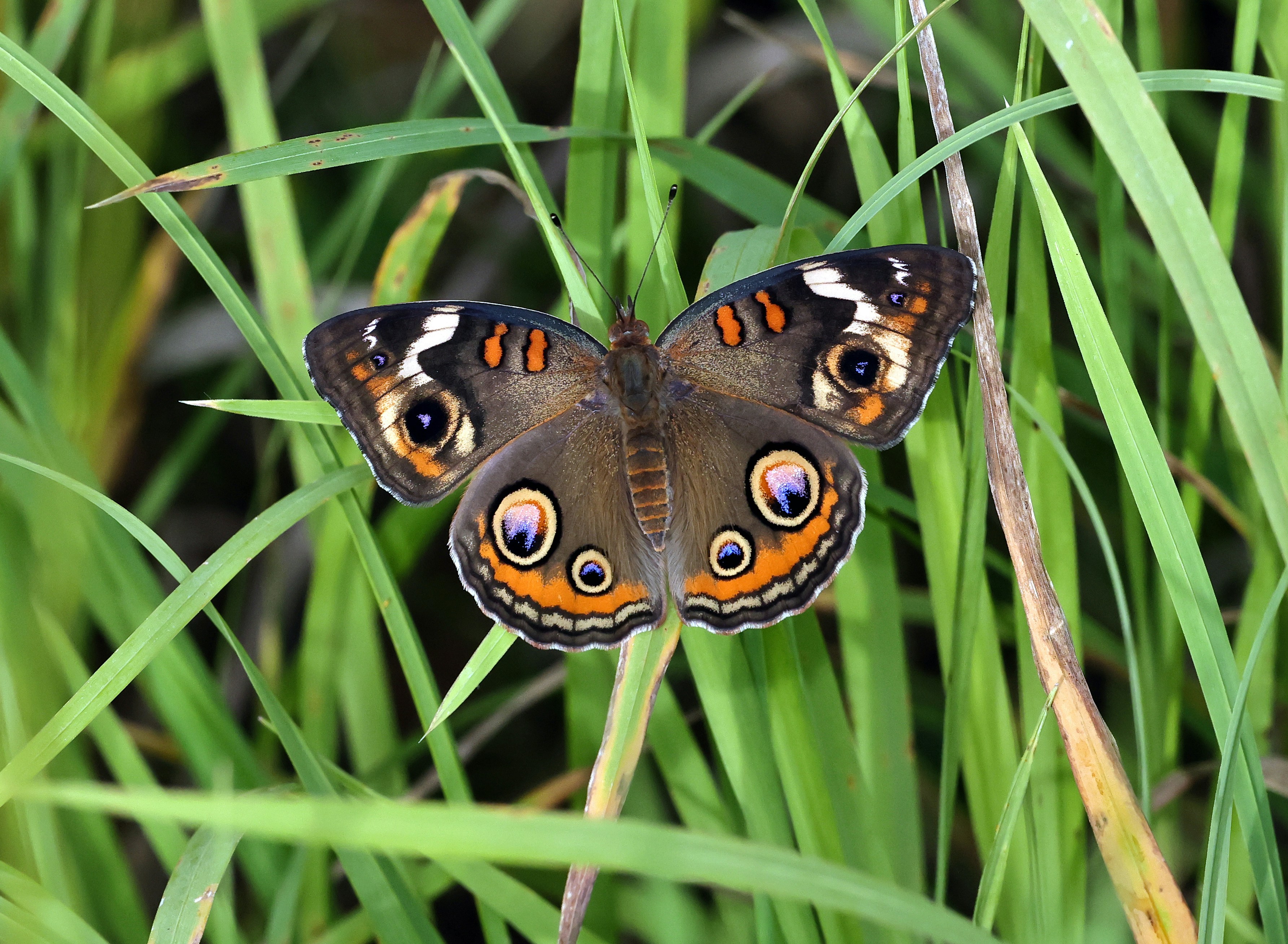 Eye-Spot Reverie: Butterfly Resting Among Green Grass Strands
