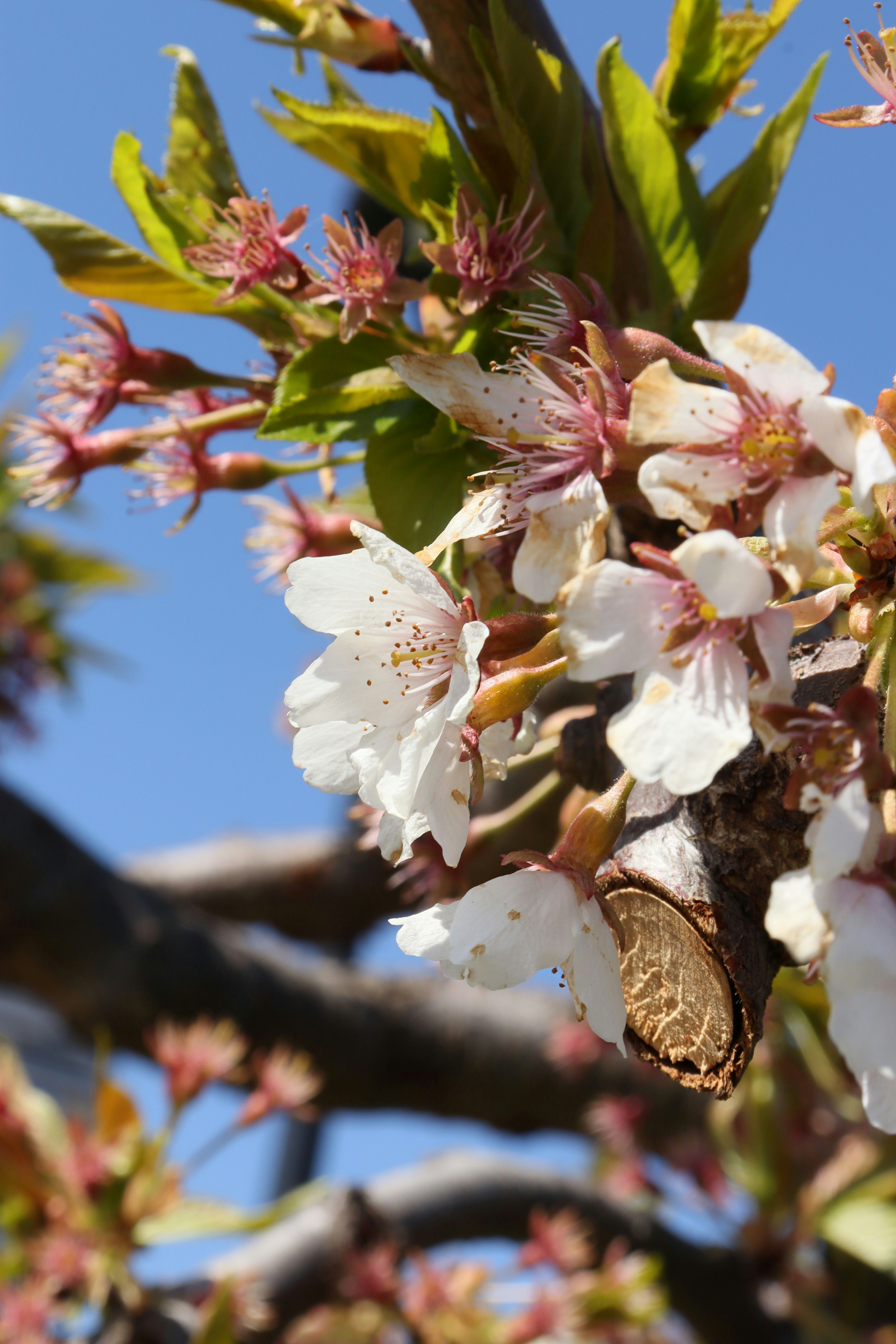 Blossoms in Bold Light: A Close-Up of Spring’s White Petals