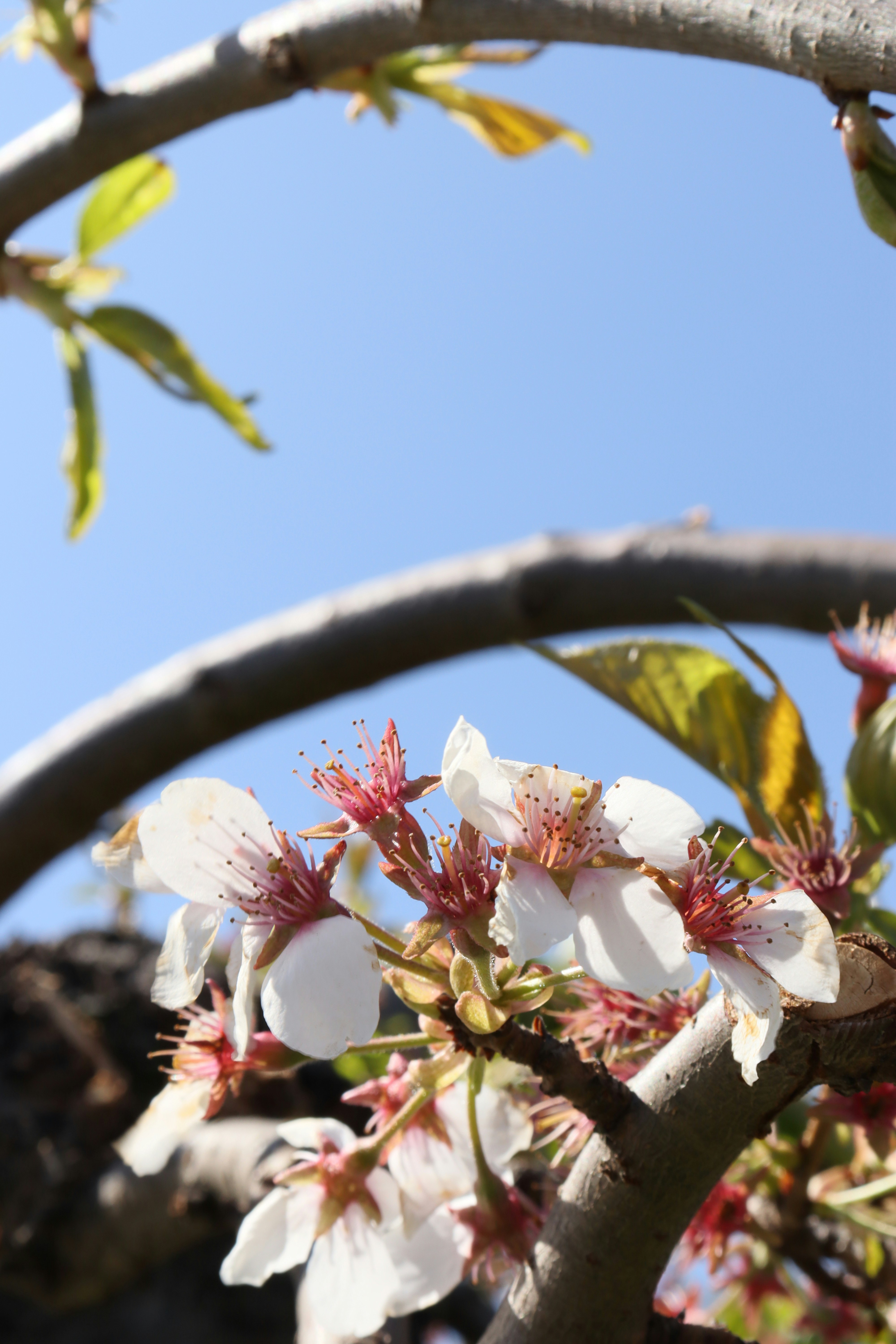 Petals in Focus: Almond Blossoms Framing a Clear Spring Sky
