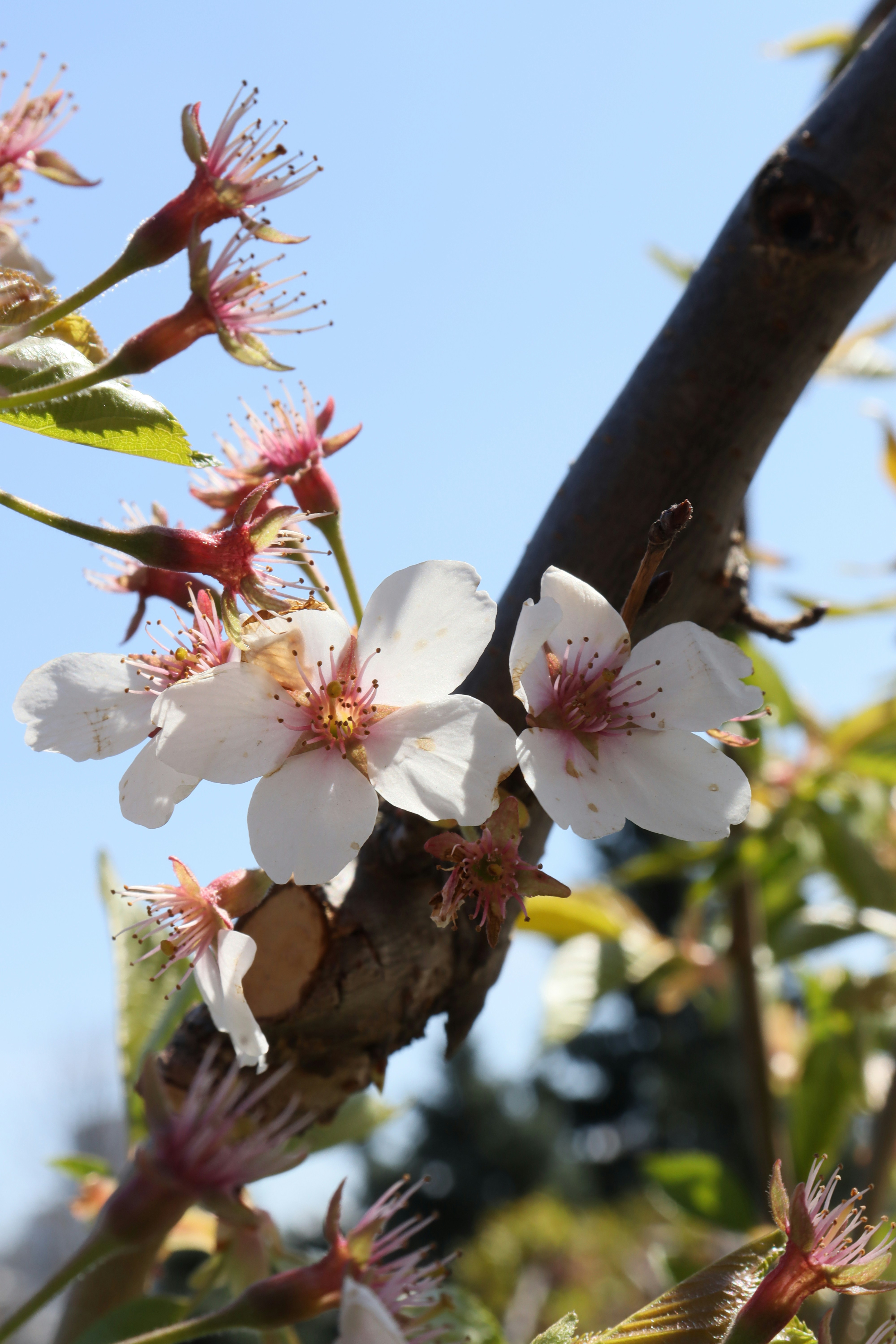 Cherry blossoms bloom under a bright, clear sky. photo – Free Cherry ...