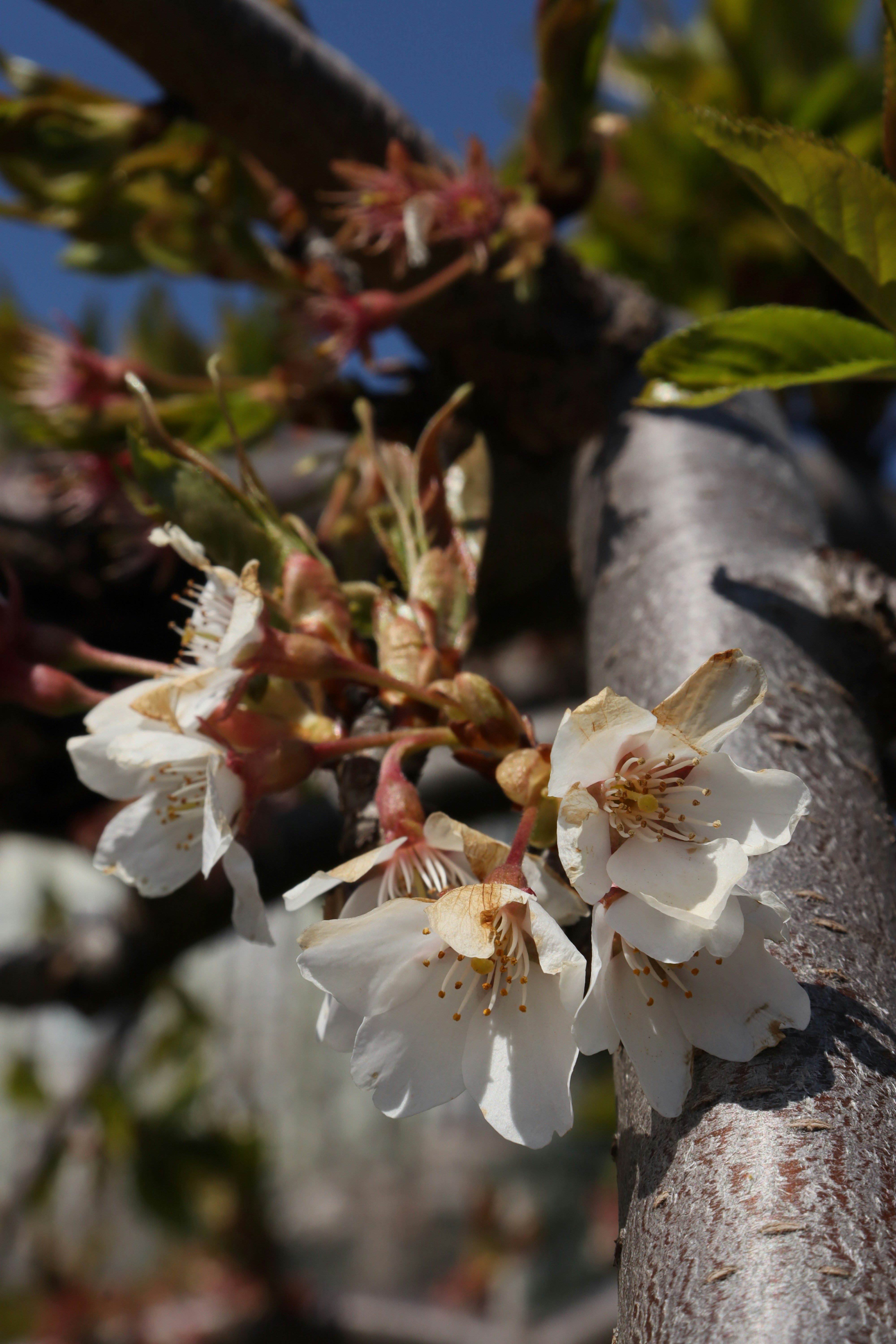 White cherry blossoms bloom on a tree branch.