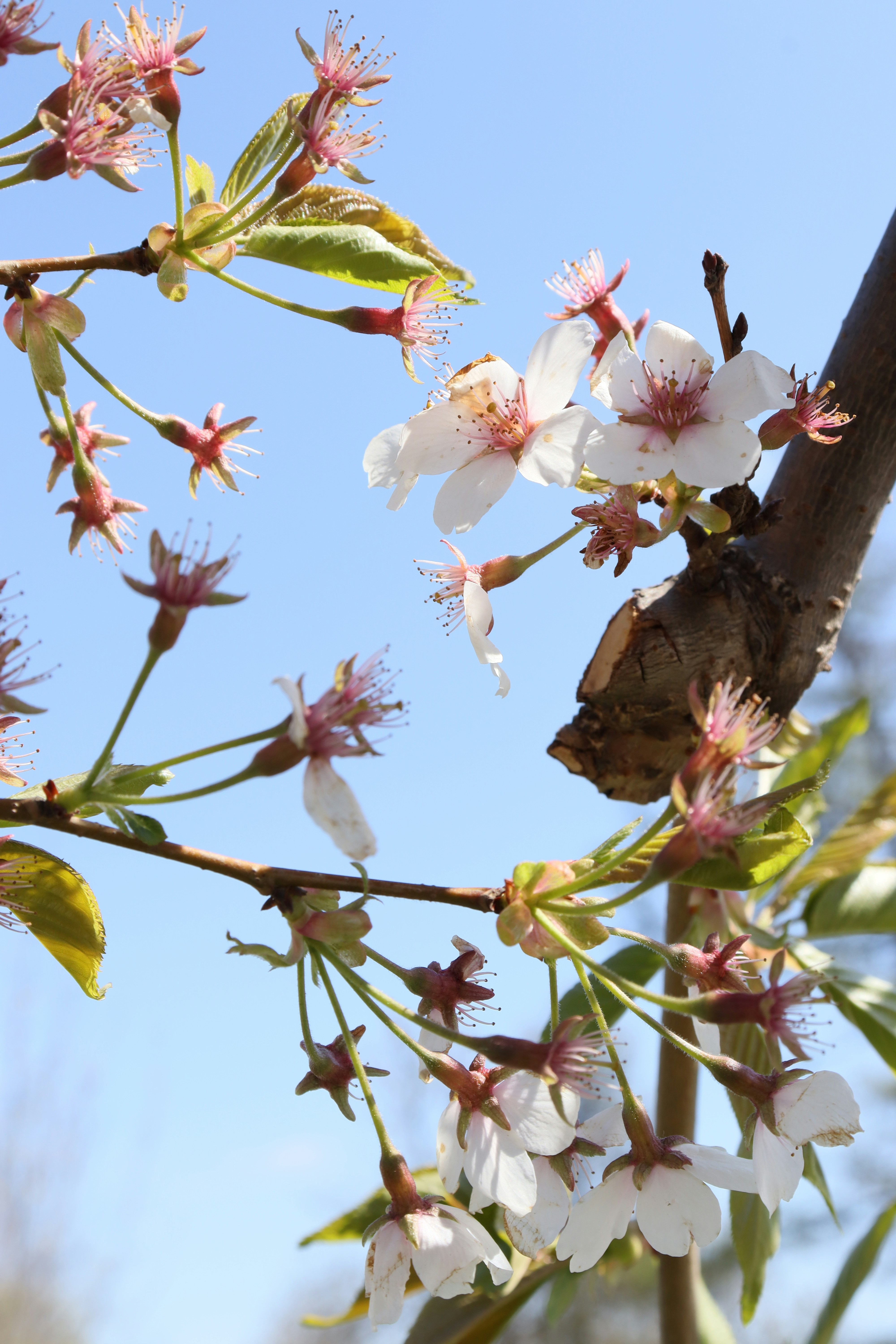Cerulean Sky and White Petals: a Sunlit Cherry Blossom Moment