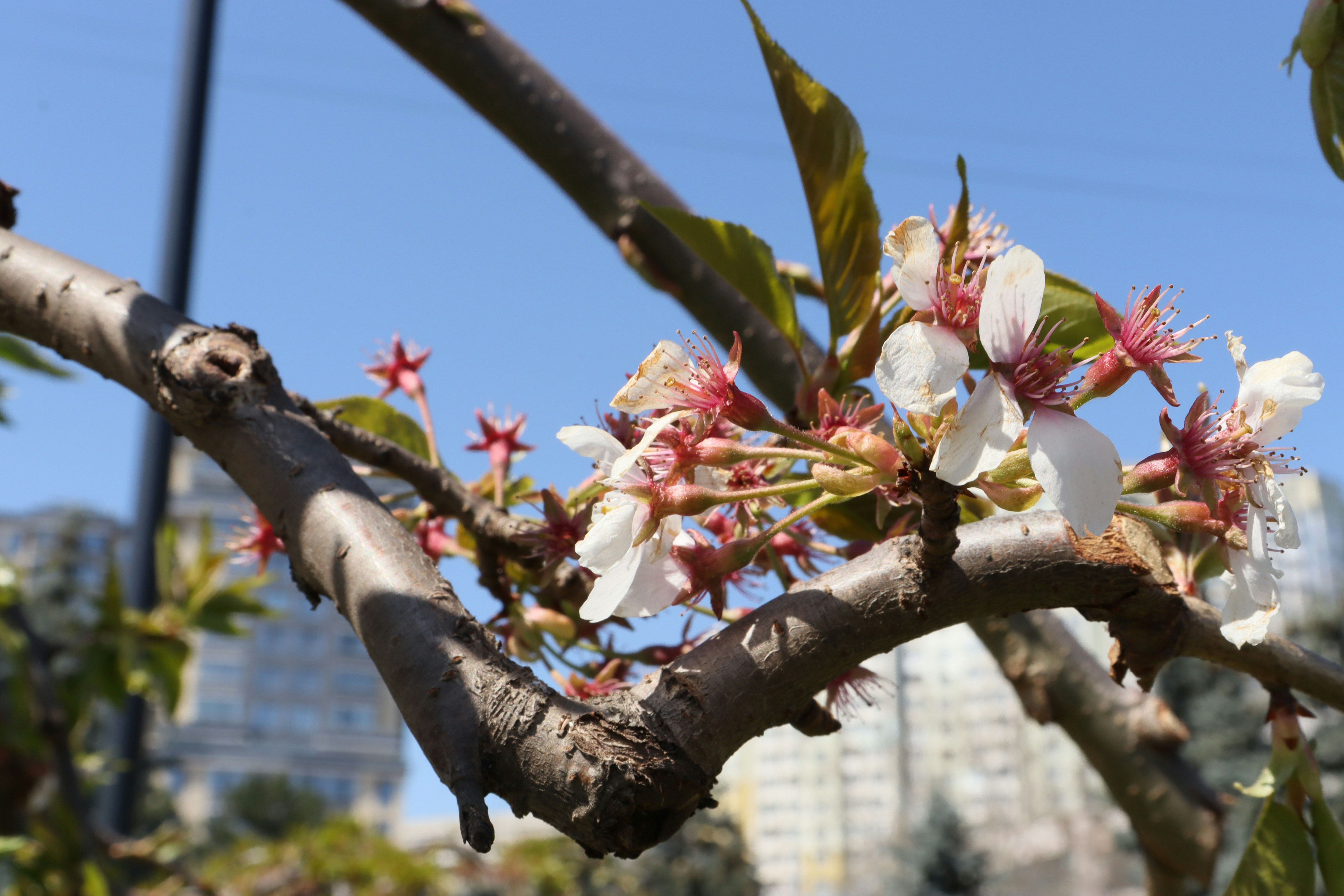 Blossom-Burnished Branch: a Sunlit Moment in Urban Bloom
