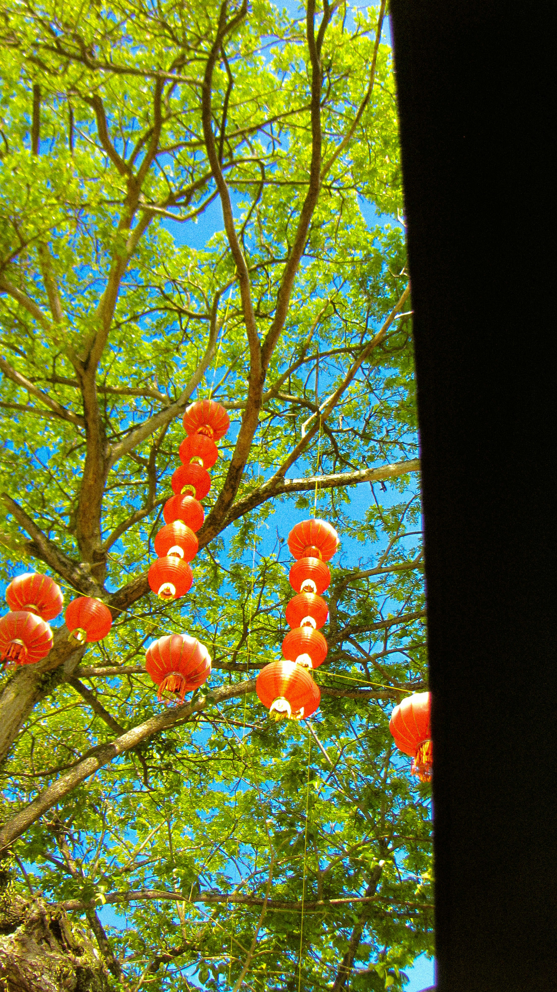 Crimson Lanterns Span a Sunlit Canopy