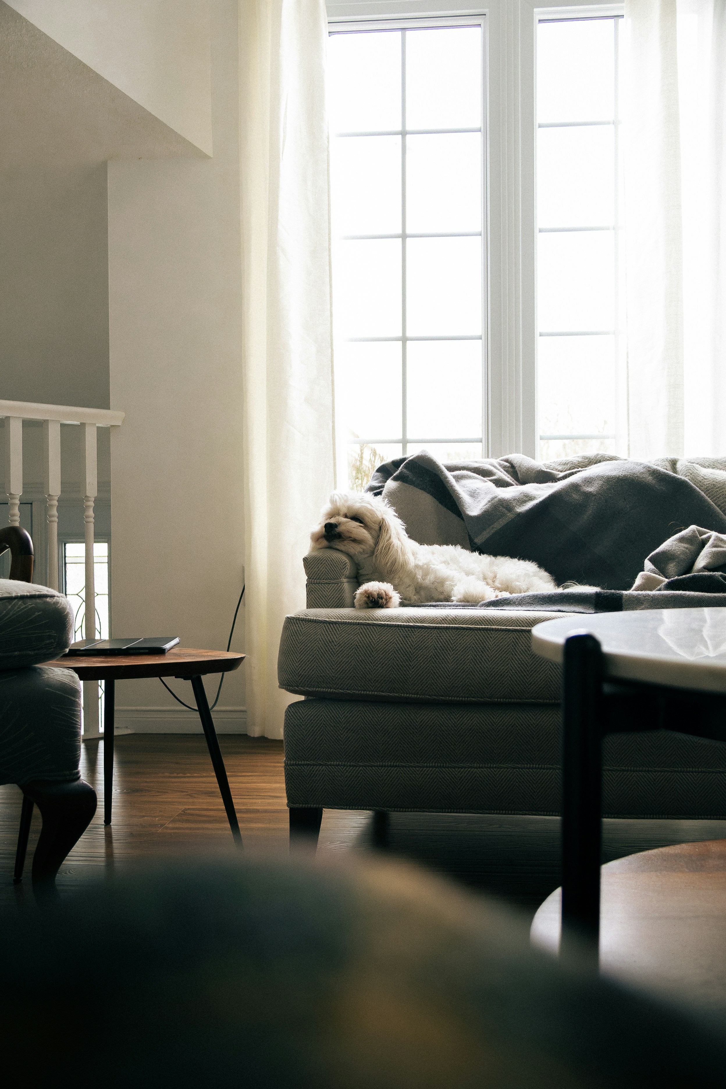 Sunlit Pause: A Small White Dog Resting on a Cushioned Sofa