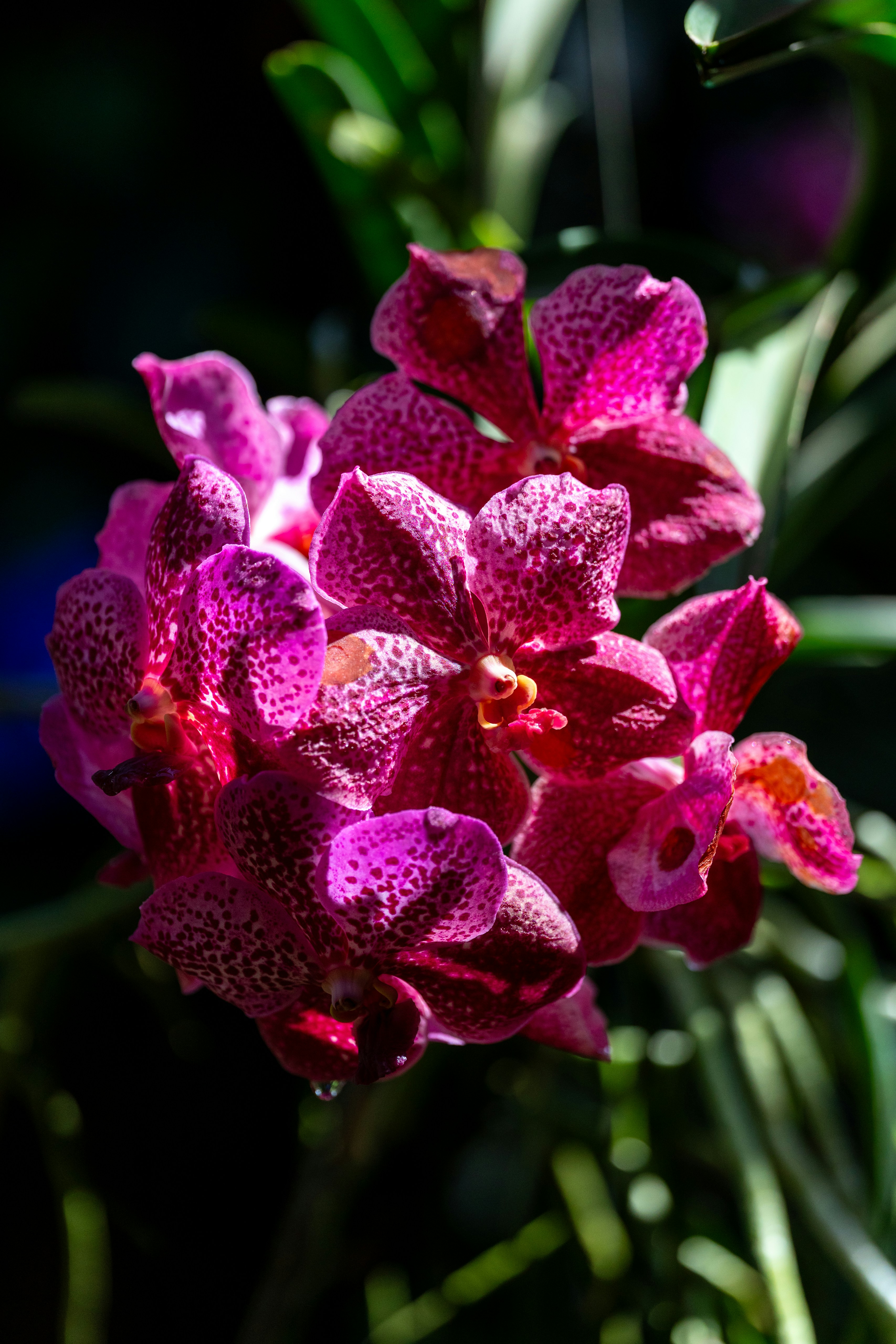 Sunlit Magenta Orchid Cluster: Close-Up of Spotted Petals in Sharp Focus