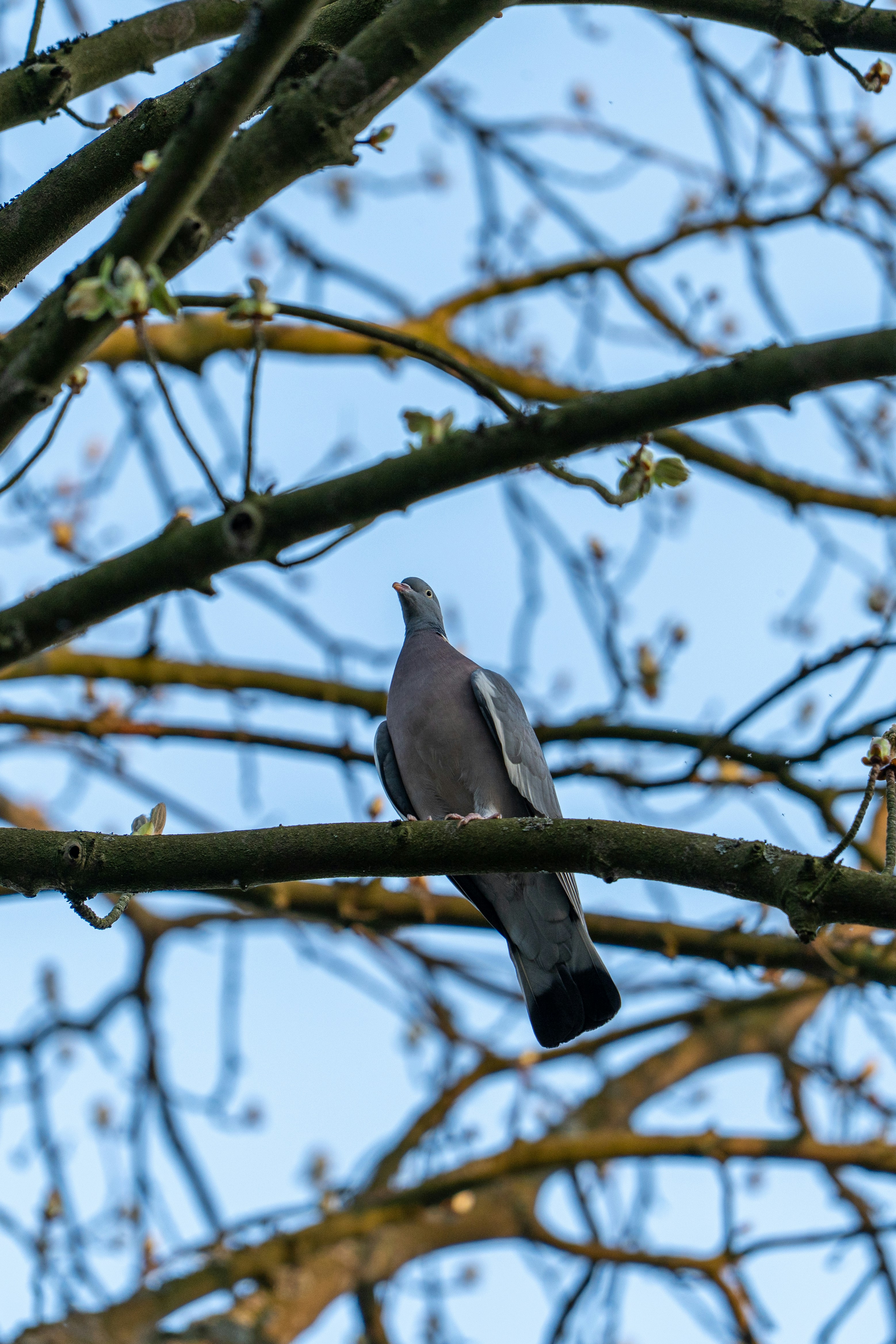 A pigeon perches peacefully on a branch. photo – Free Animal Image on ...