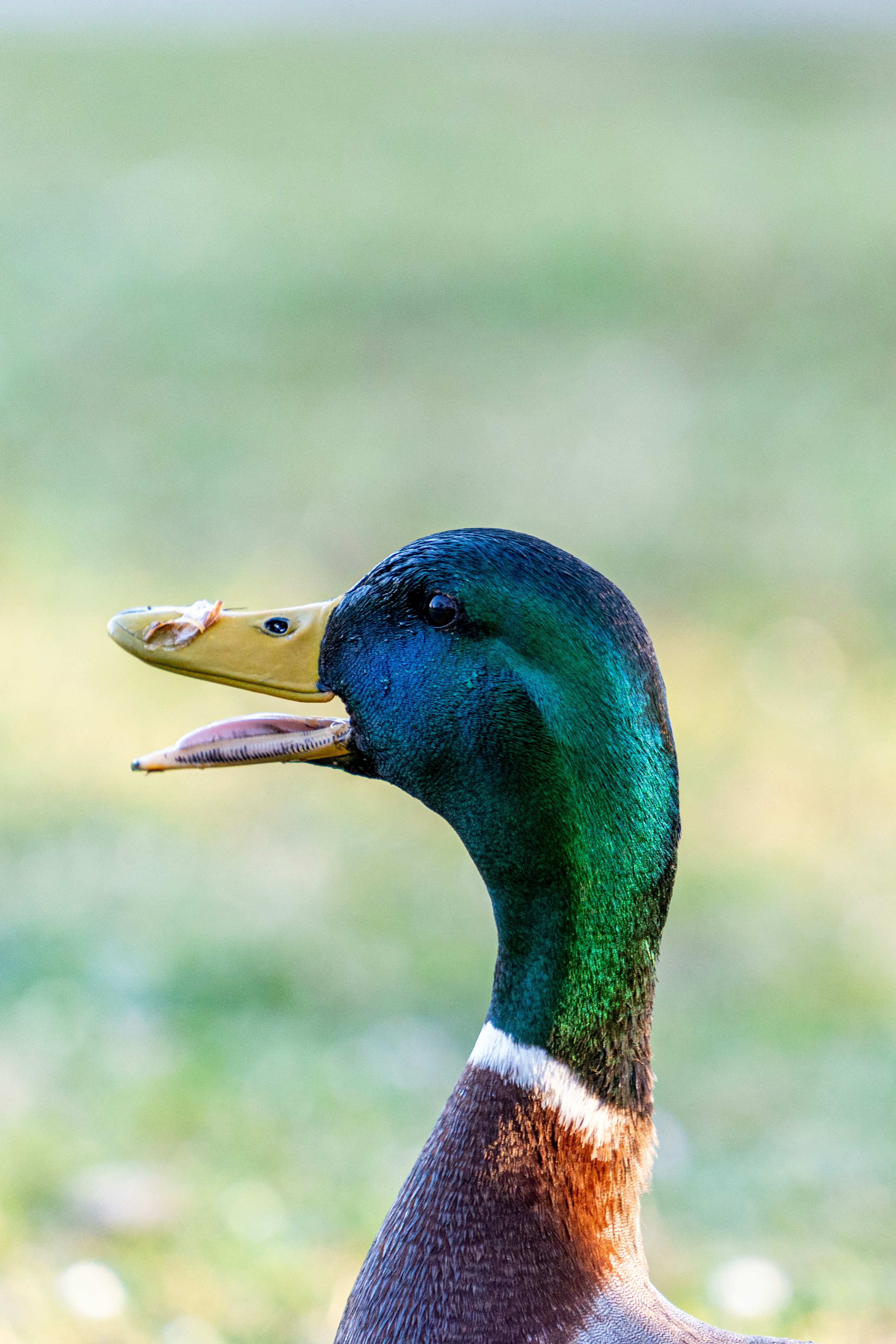 Vivid Mallard Profile: Iridescent Neck Against Soft Meadow Bokeh