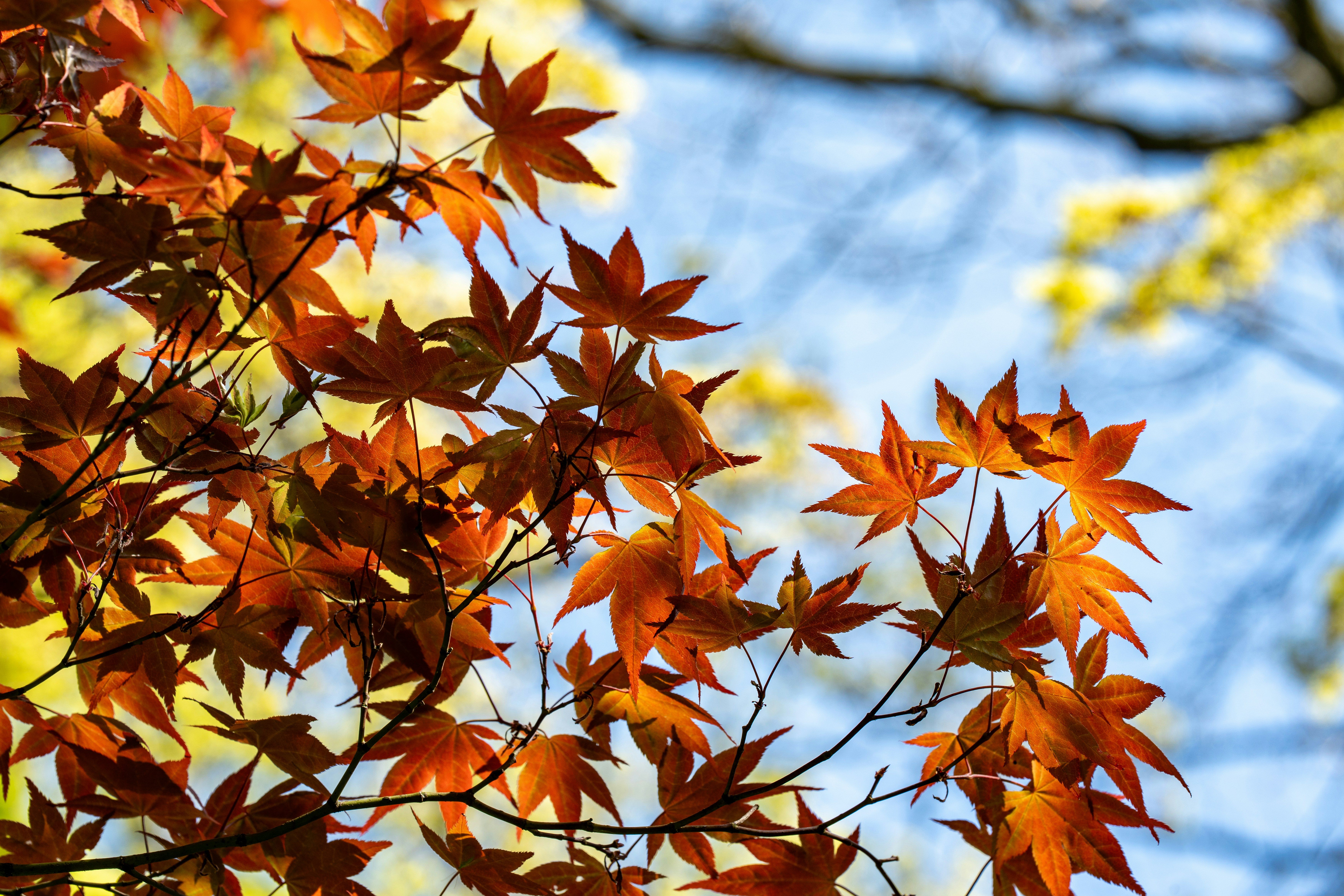 Autumn leaves display vibrant colors against the sky.