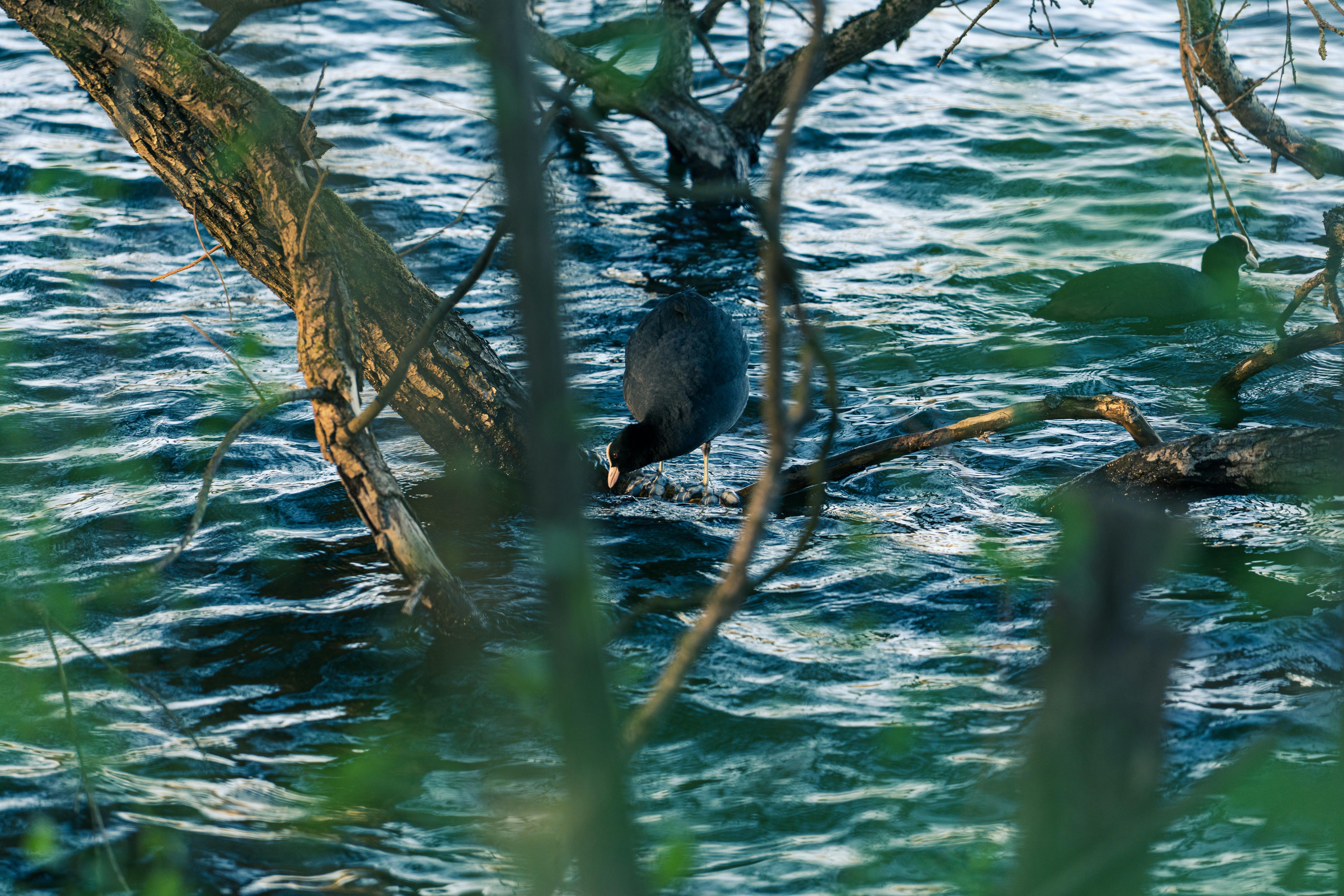 Moorhen on a Sunlit Branch Over Rippling Blue-Green Water