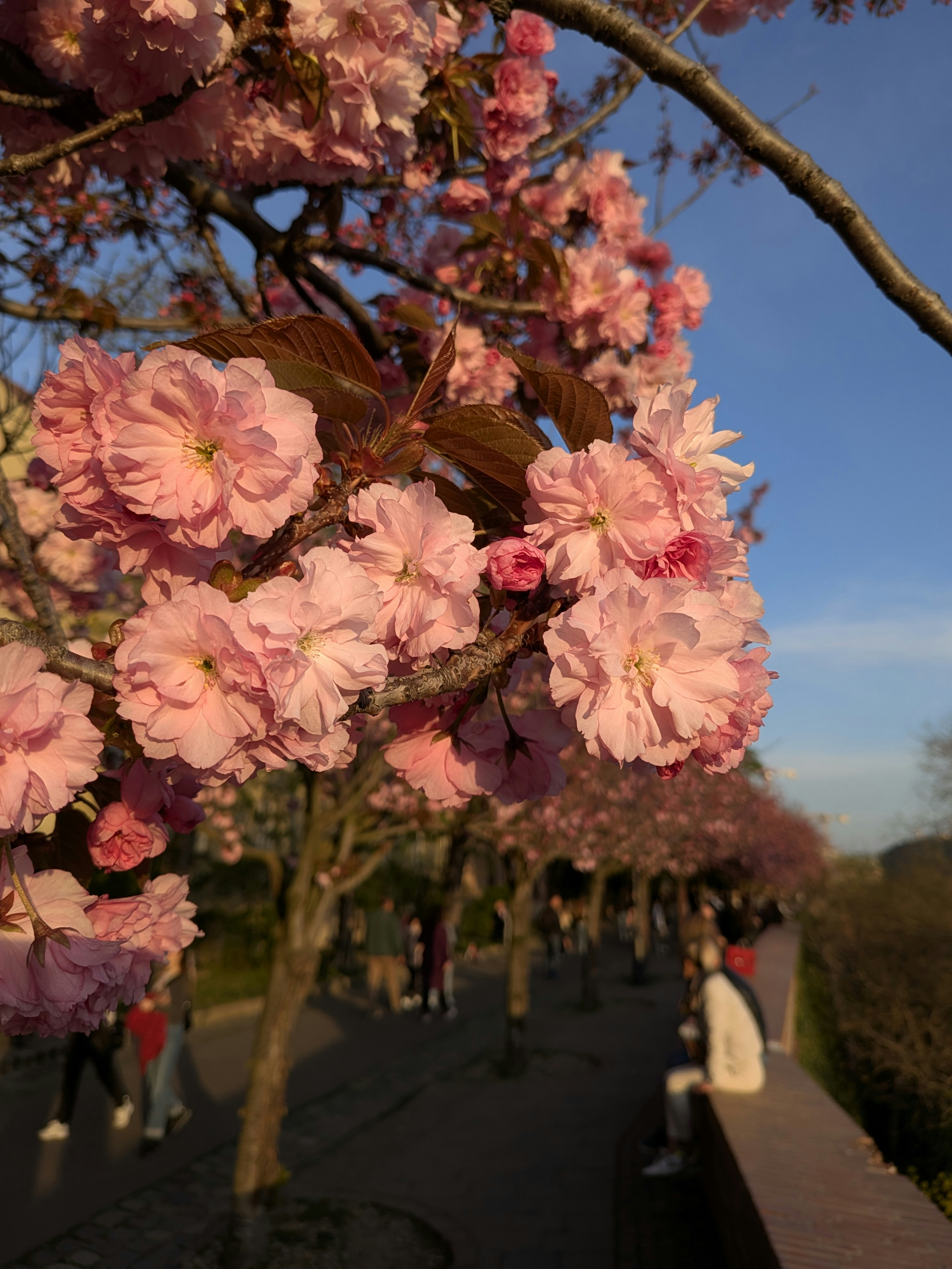 Pink cherry blossoms in full bloom line a sunlit walkway, with blurred visitors in the background.