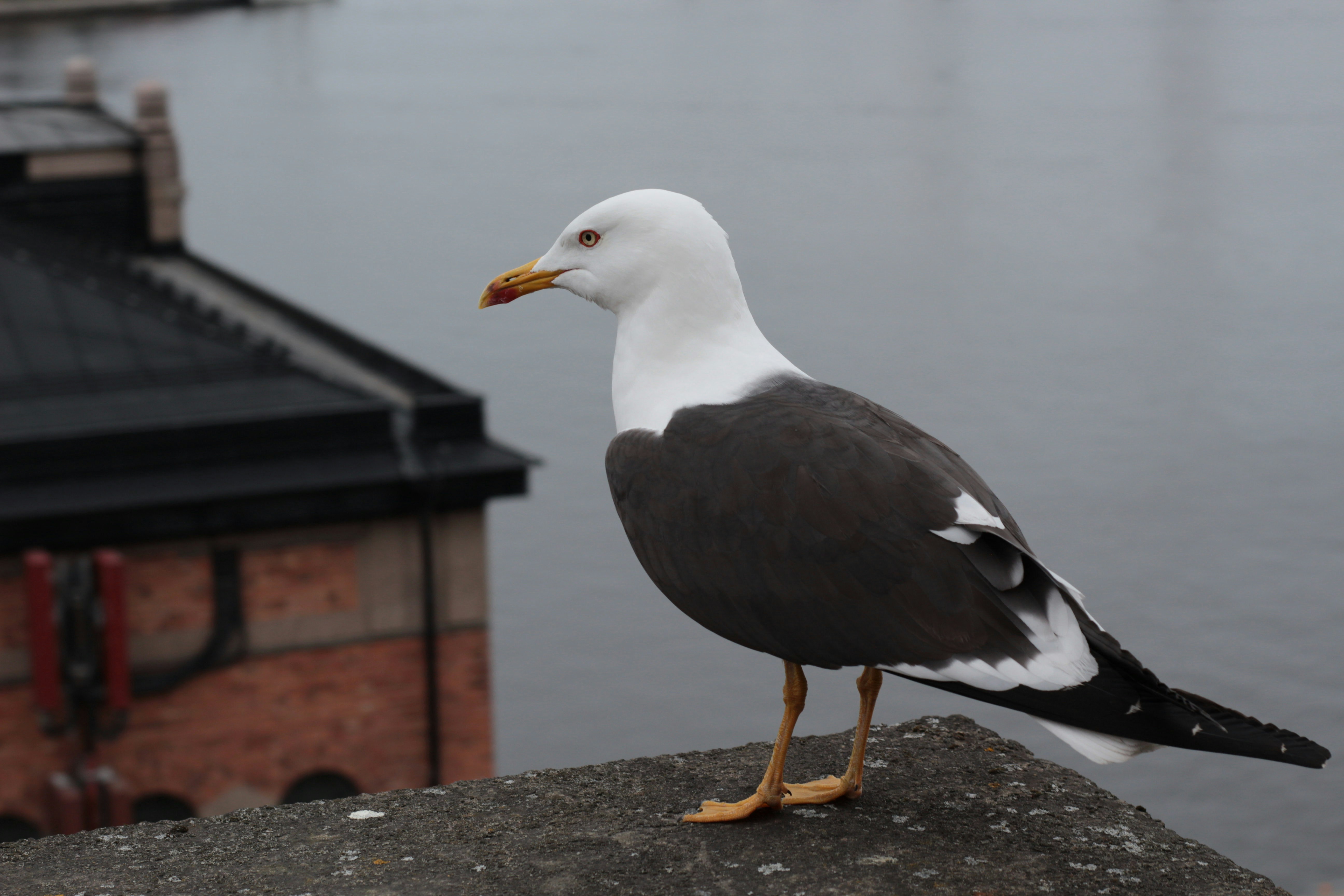 Perched at the Brick Quay: a lone seagull surveying the river