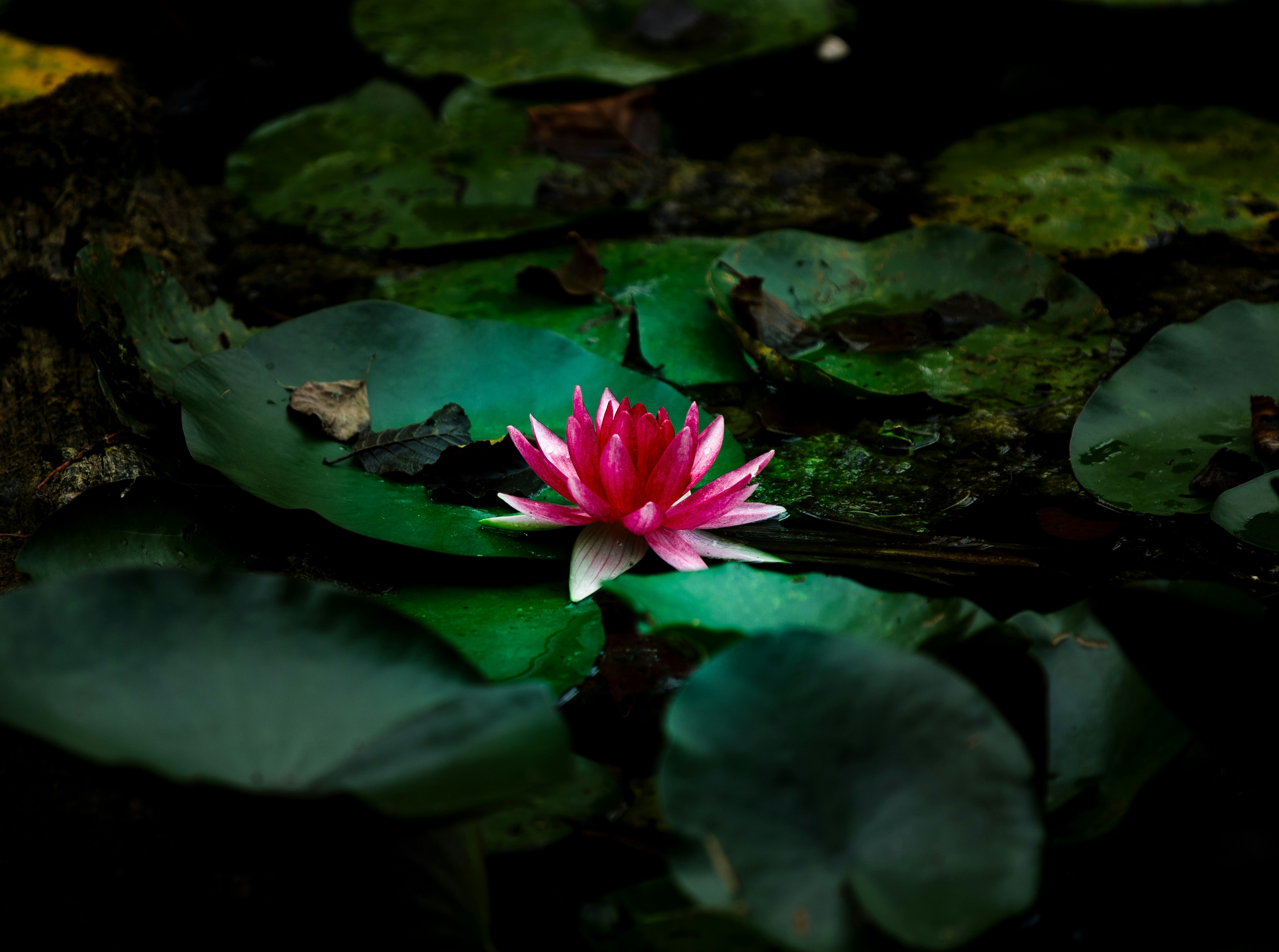Pink Water Lily Anchors a Velvet Pond