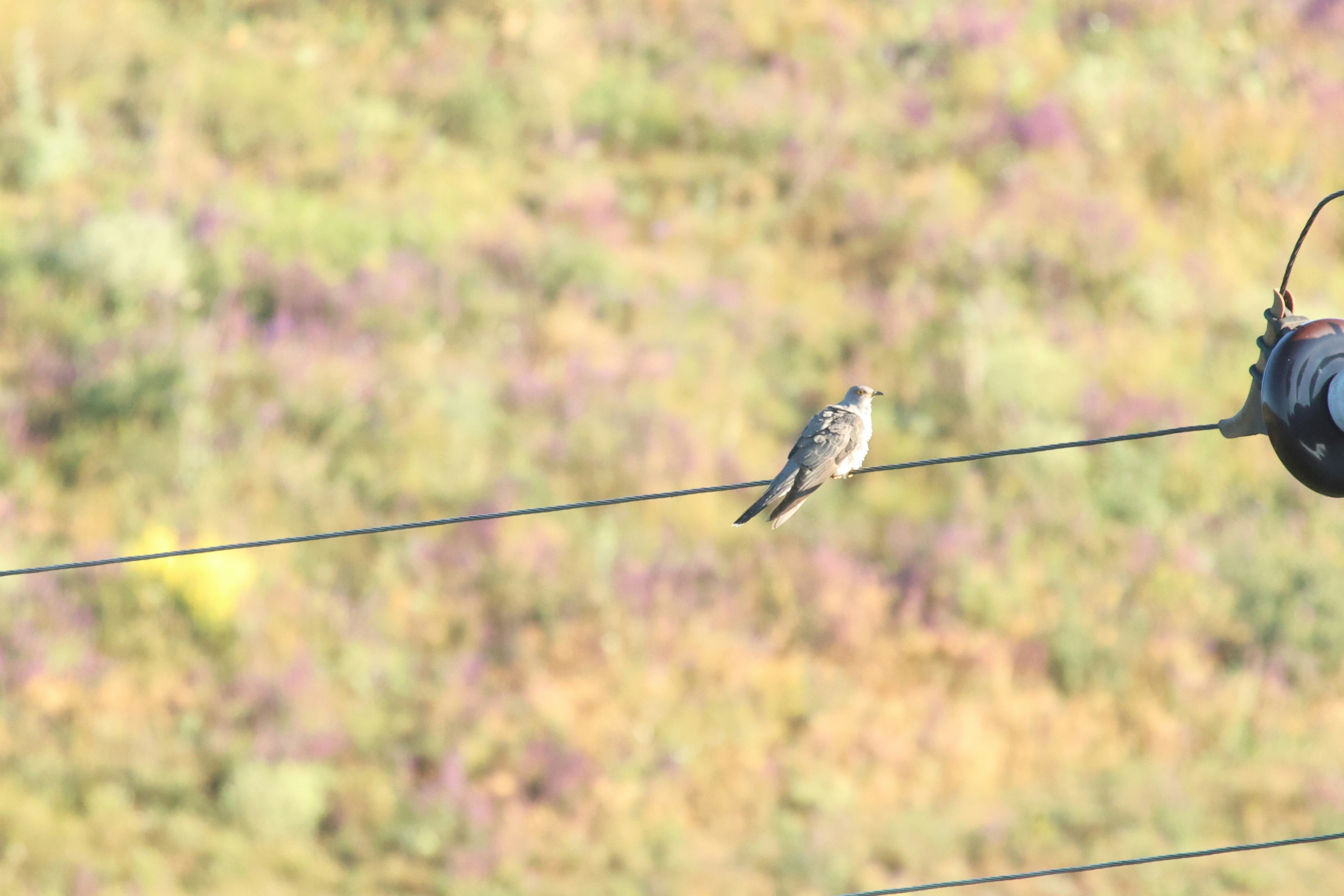 Wirebound Watch: A Sparrow Perched Between Seasons