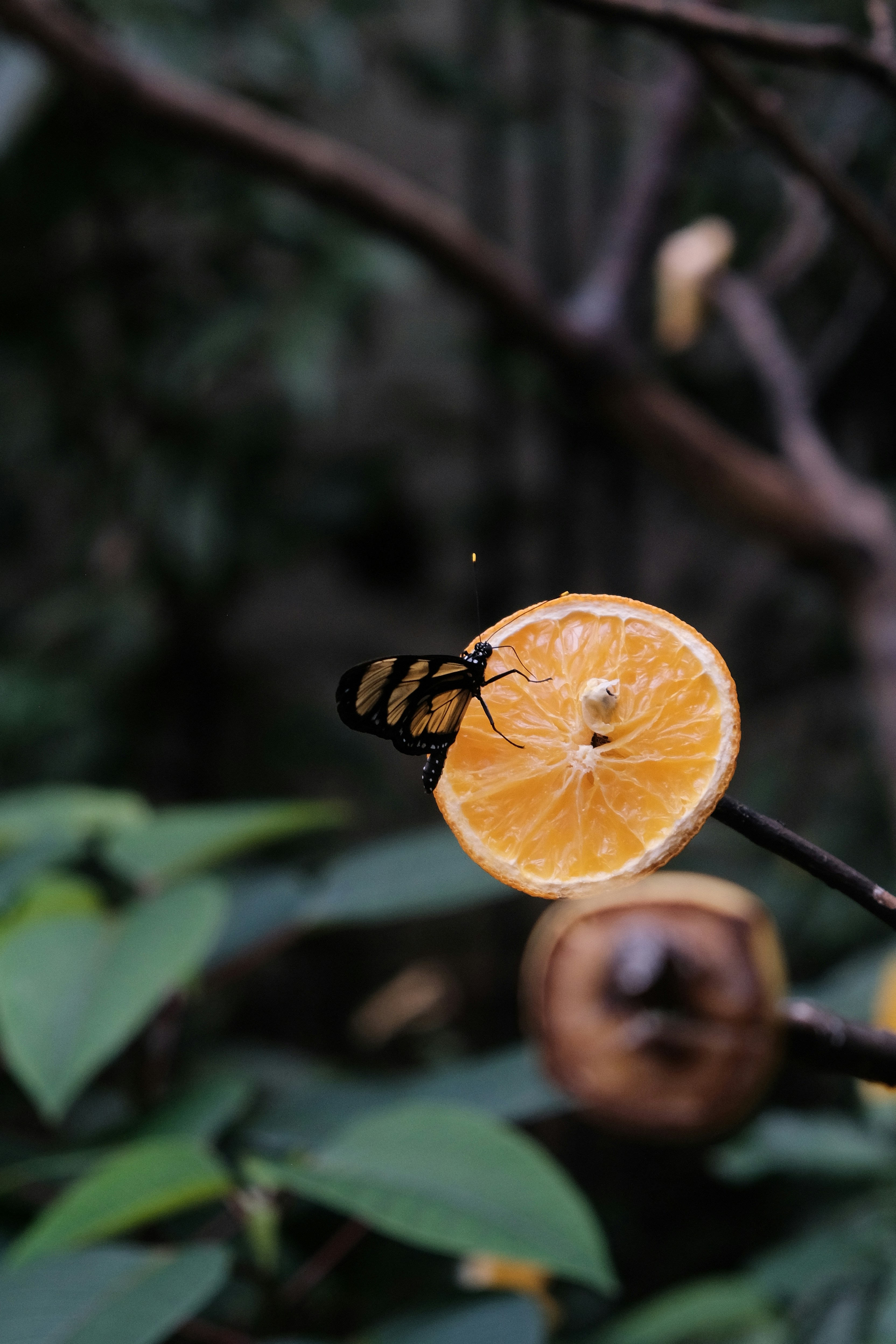 Quiet Drama on Citrus: Butterfly Perched on a Slice in Dappled Shade