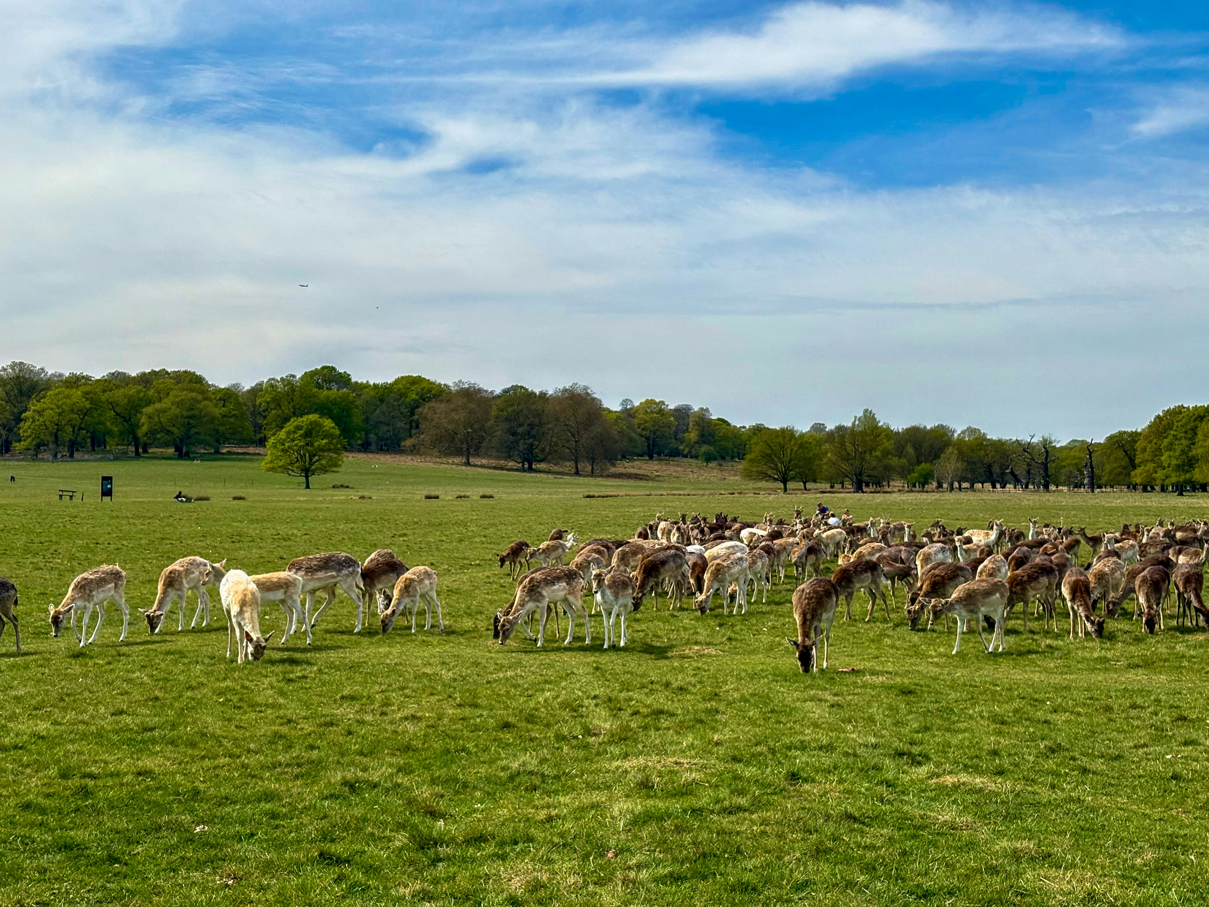 Grazing Tide: A Deer Herd Across a Sunlit Park Field