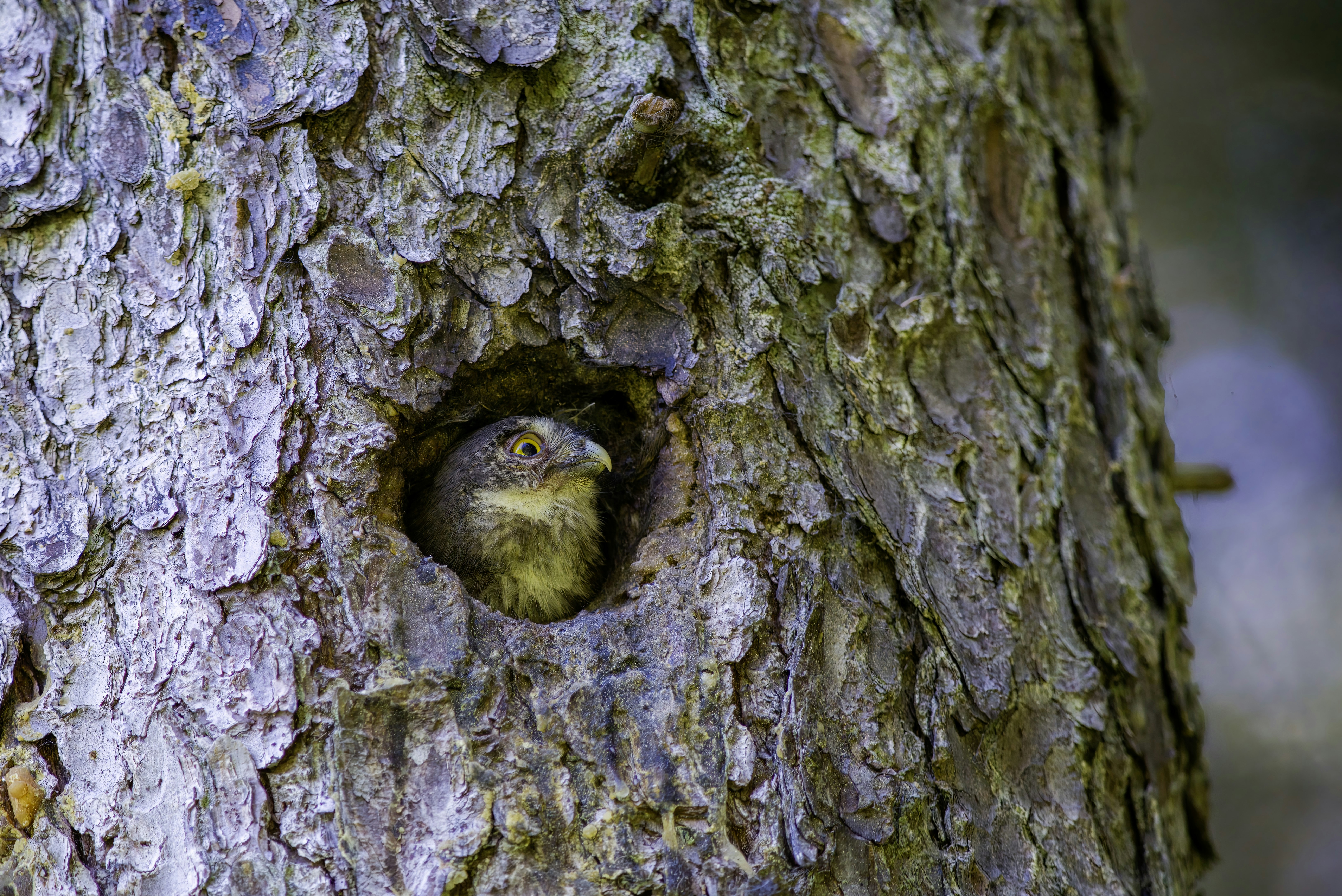 A bird peeks out from inside a tree. photo – Free Animal Image on Unsplash