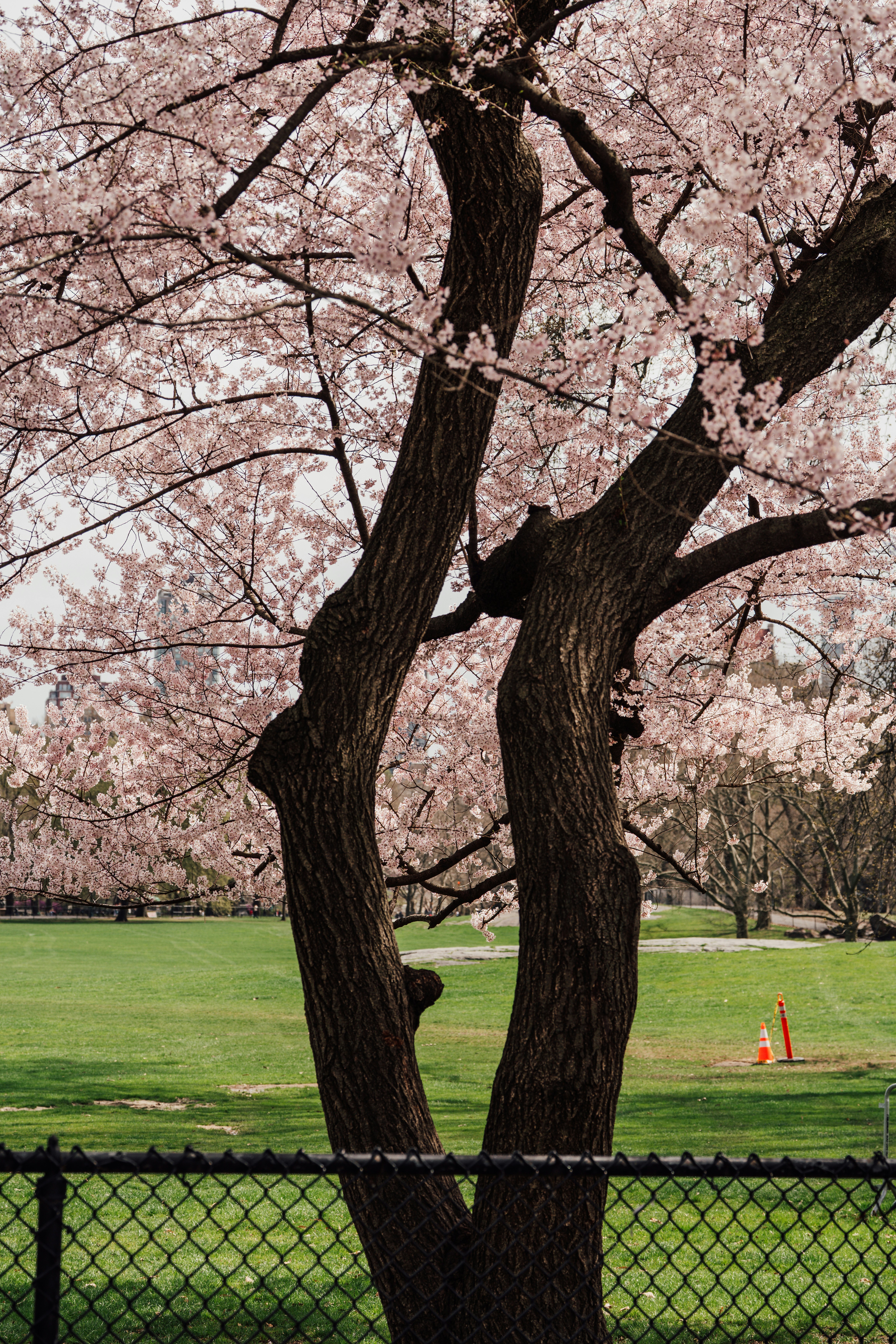 Photo by Josip Ivankovic with Sony Alpha 7 IV
