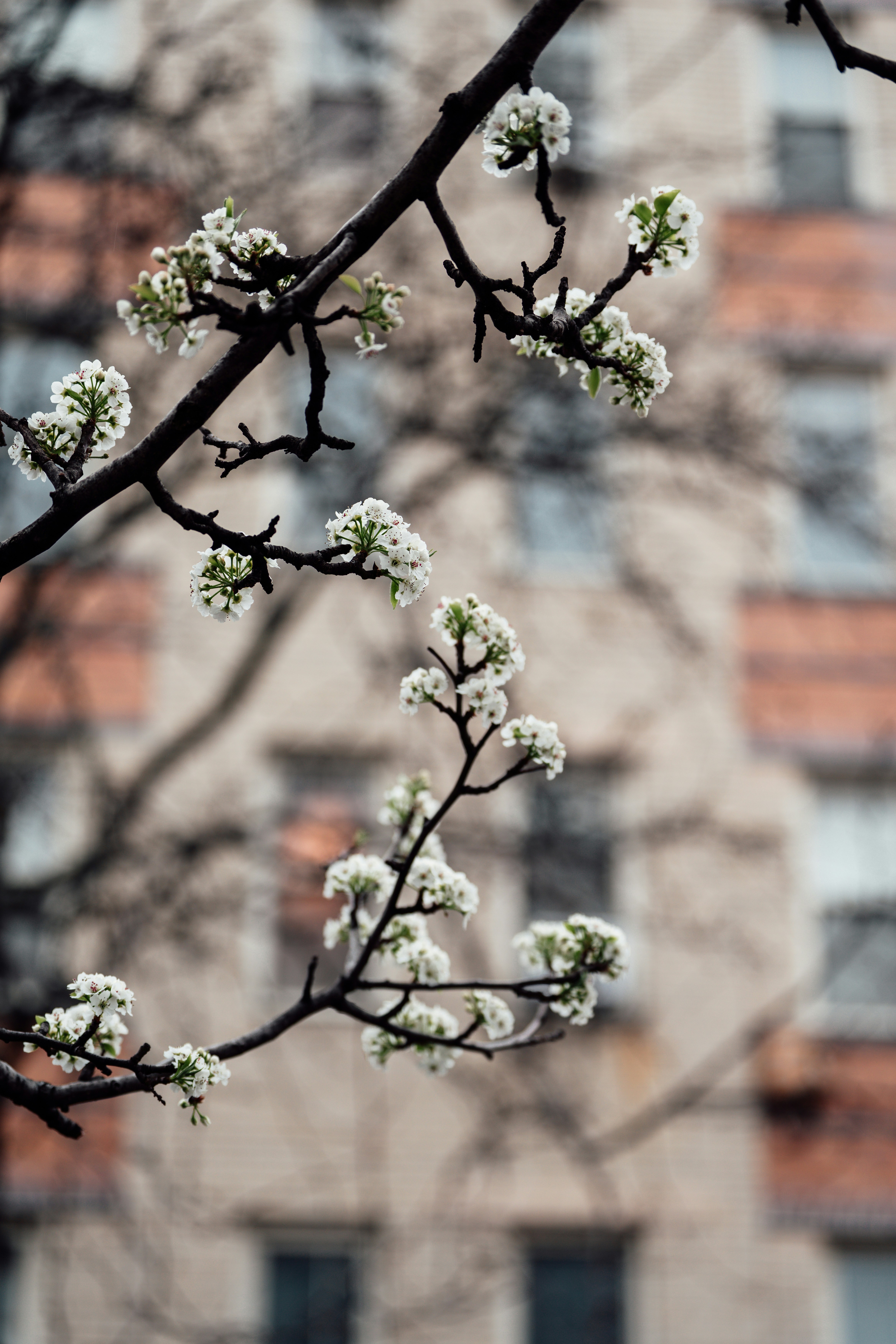 Urban Spring: White Blossoms Framing a Quiet Brick Facade