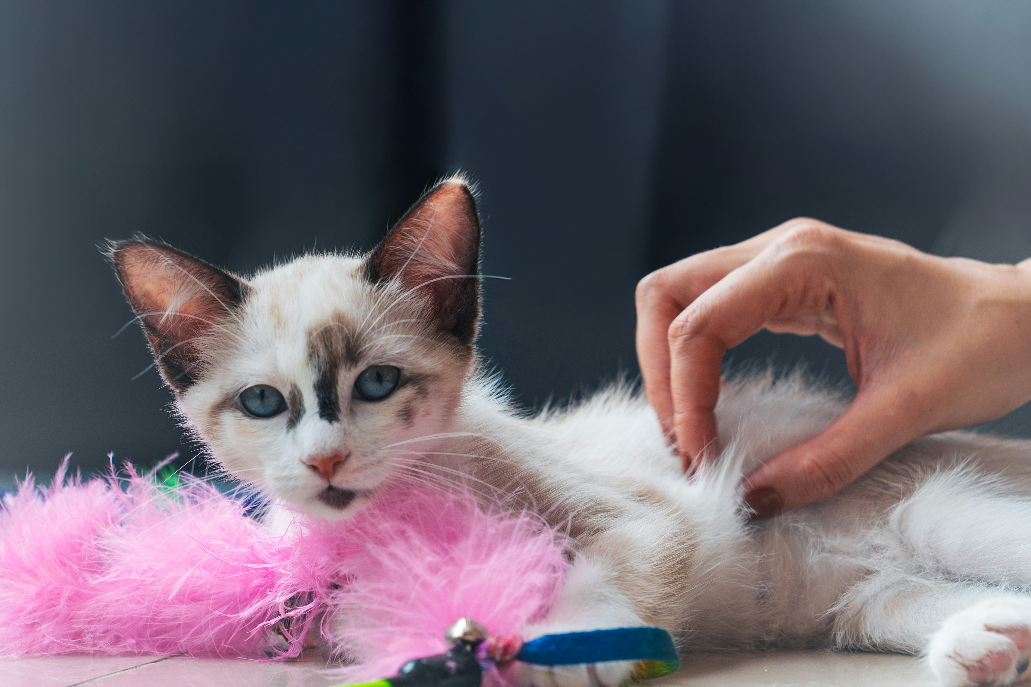 A hand pets an adorable white kitten. photo – Free Cat Image on Unsplash