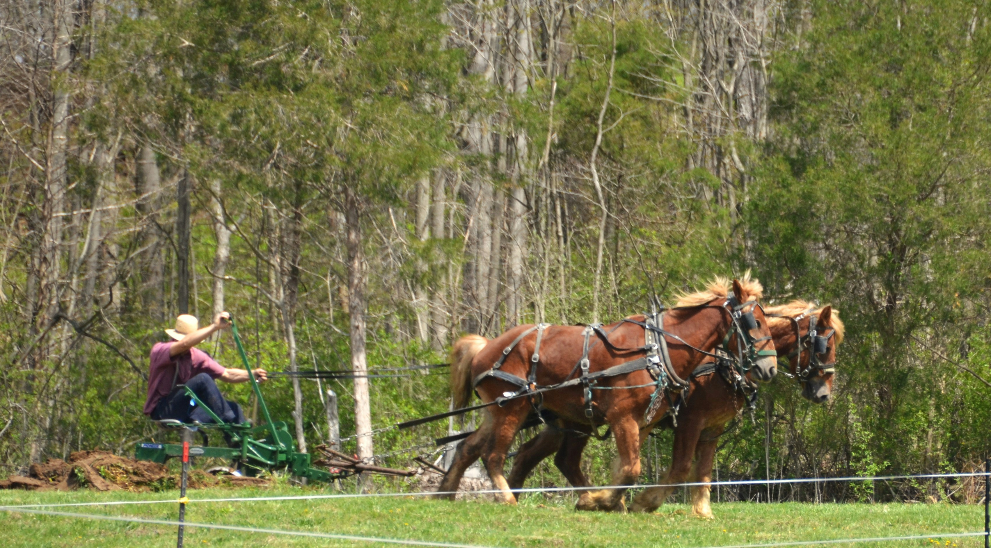 A farmer drives horses pulling a plow. photo – Free Forest Image on ...