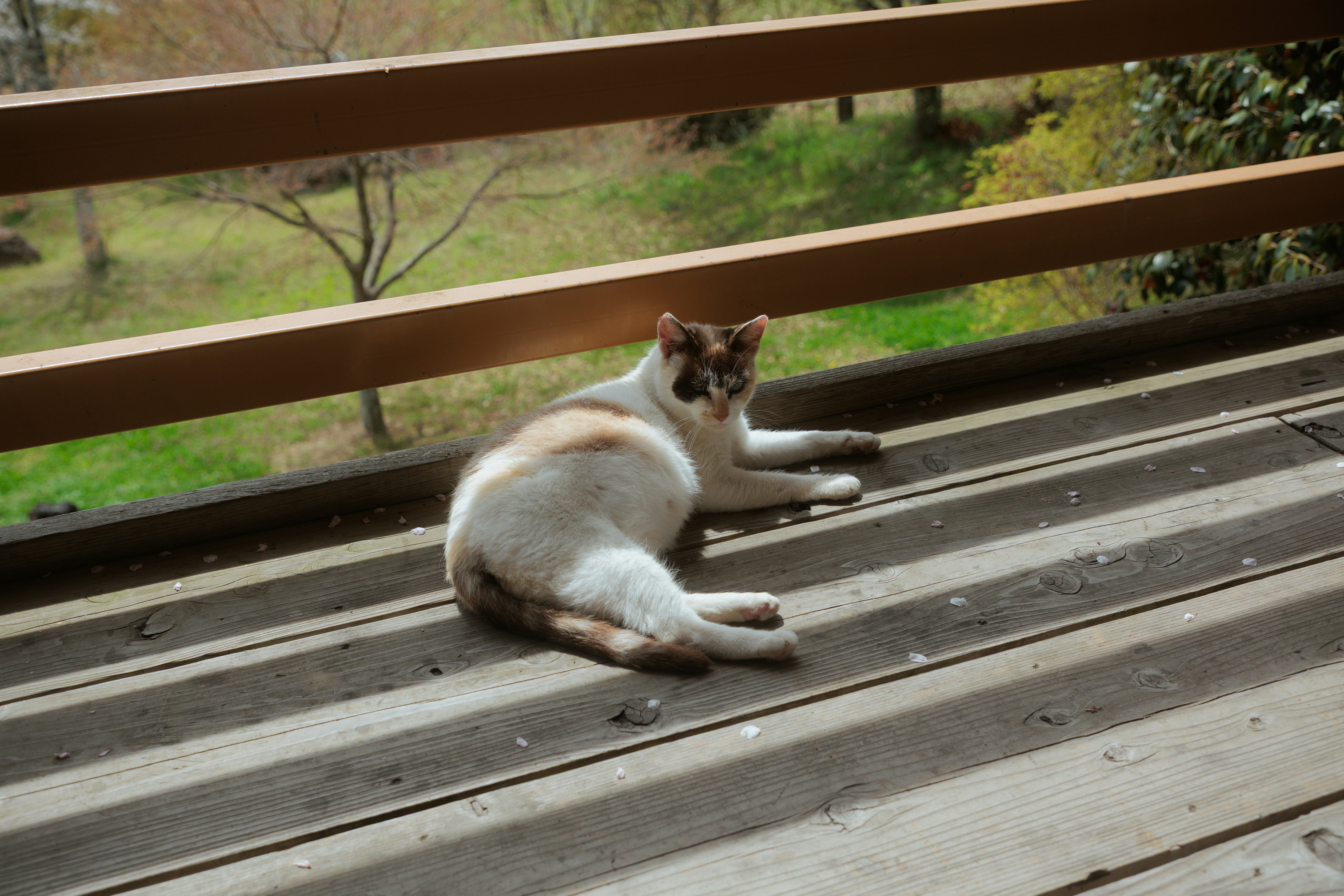 Serenity on the Wooden Deck